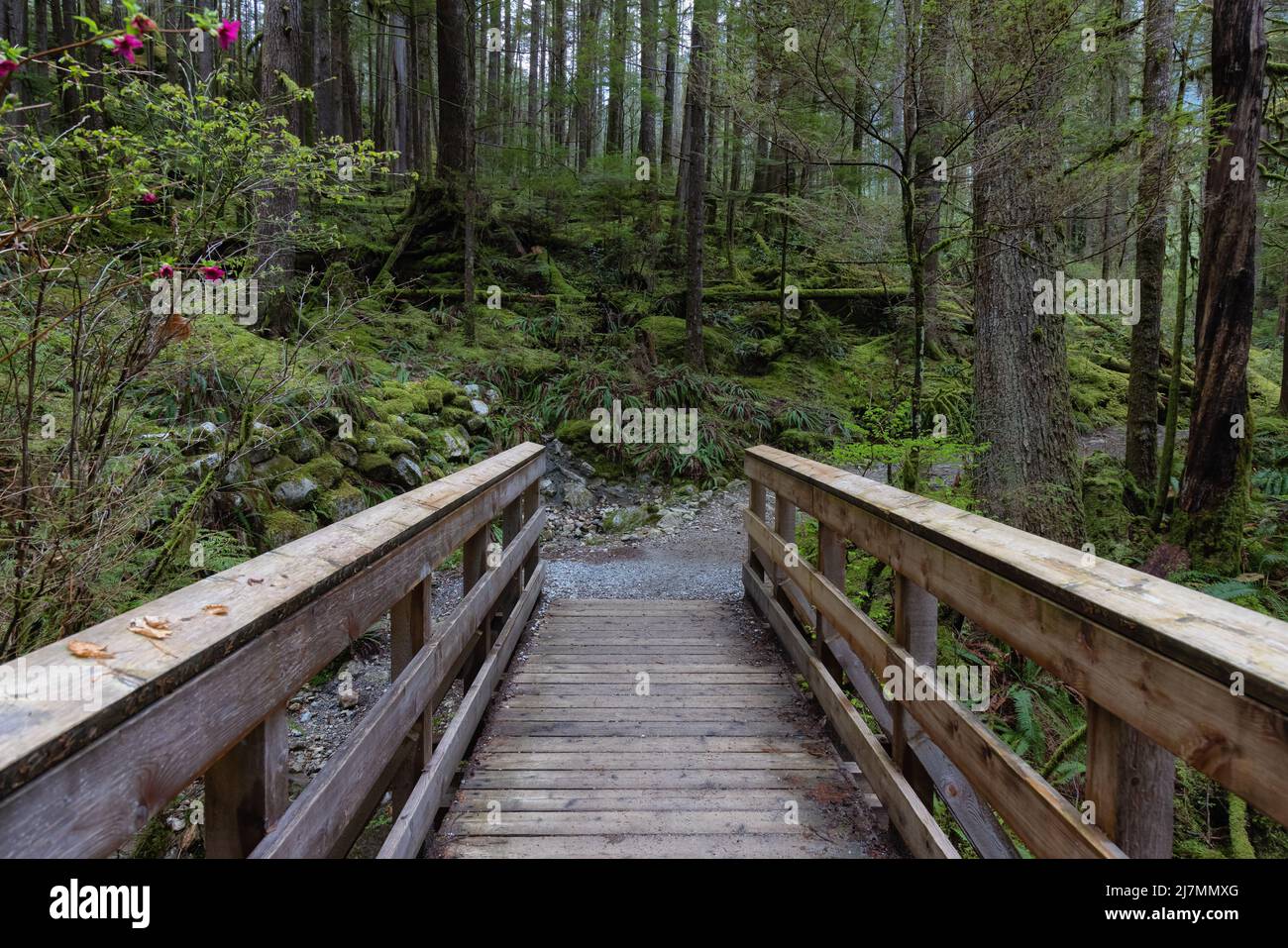 Scenic Path in the Forest with green trees Stock Photo - Alamy