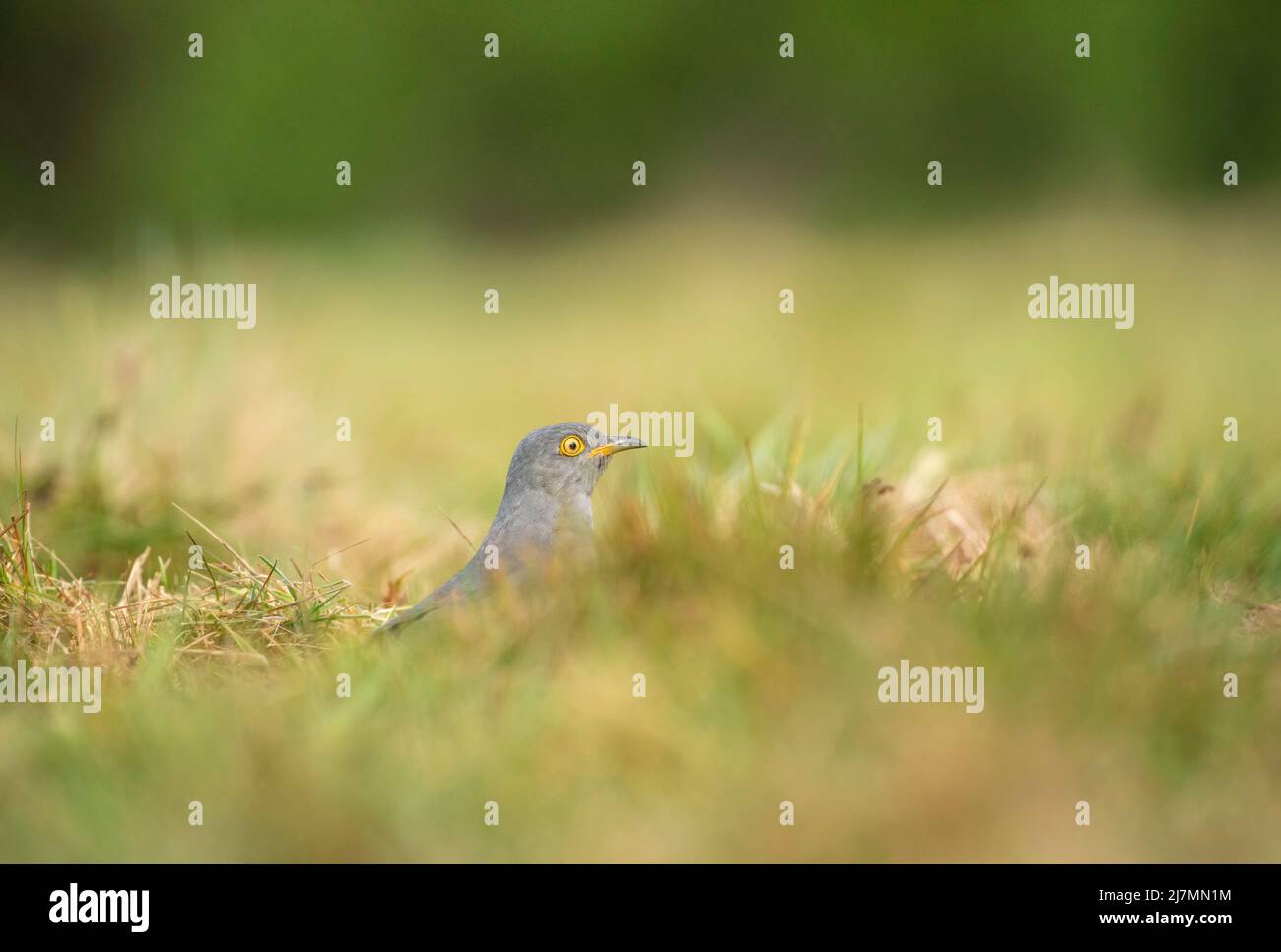 Common Cuckoo, Cuculus canorus, male on breeding grounds, spring in ...