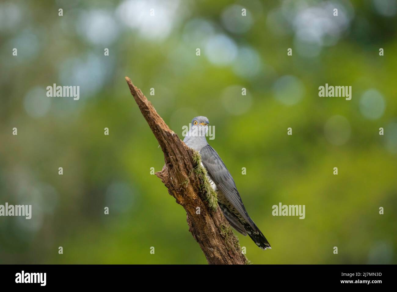 Common Cuckoo, Cuculus canorus, male on breeding grounds, spring in ...