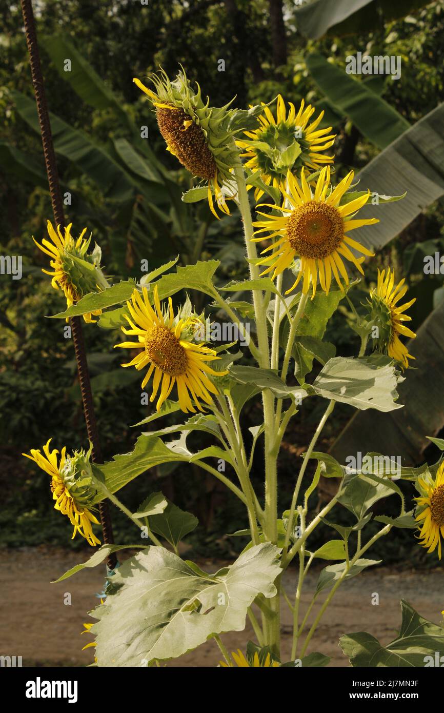 Sunflower in india Stock Photo - Alamy