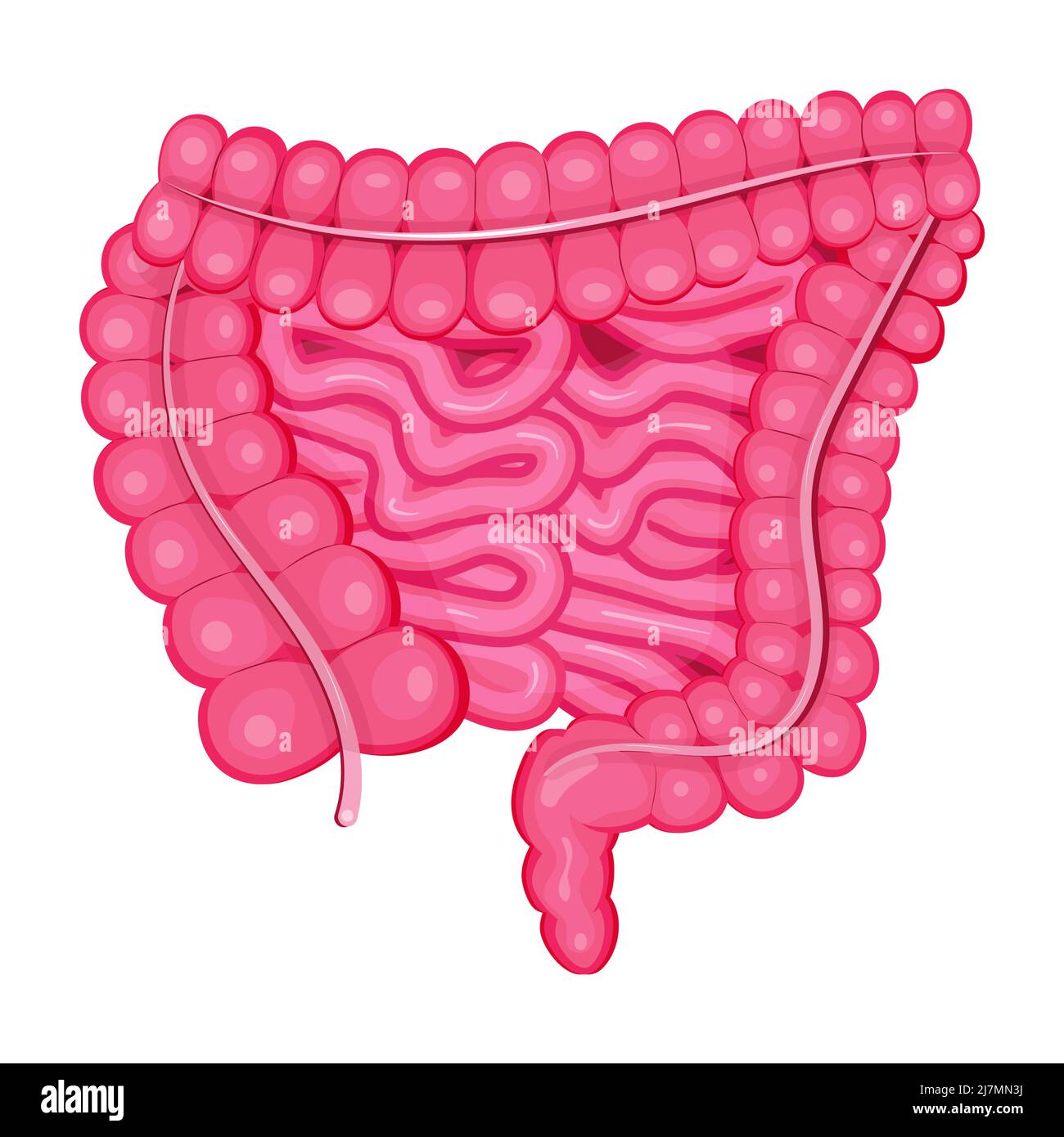 Large intestine and small intestine vector in flat detail style. Human ...