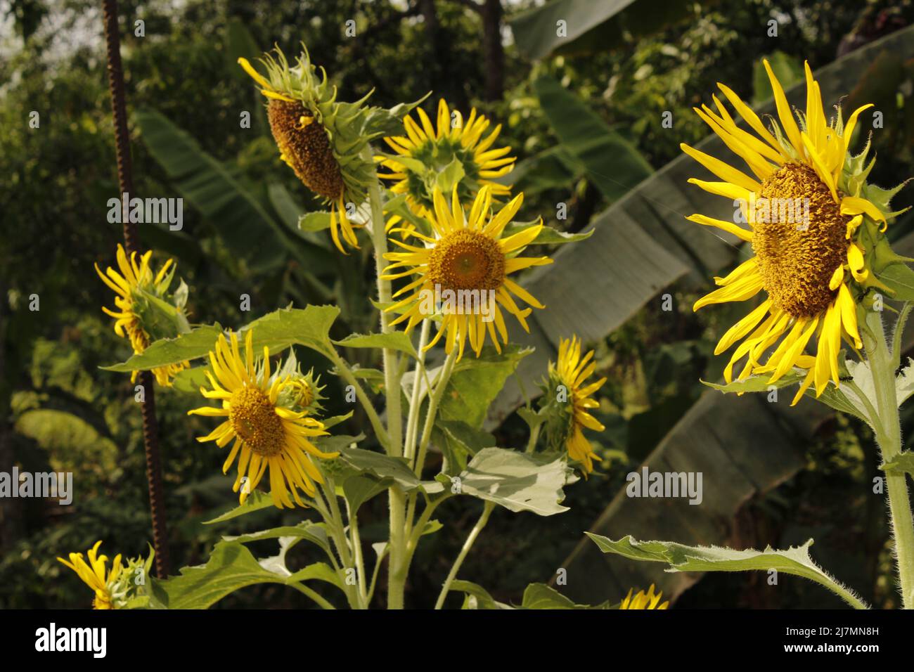 Sunflower in india Stock Photo - Alamy
