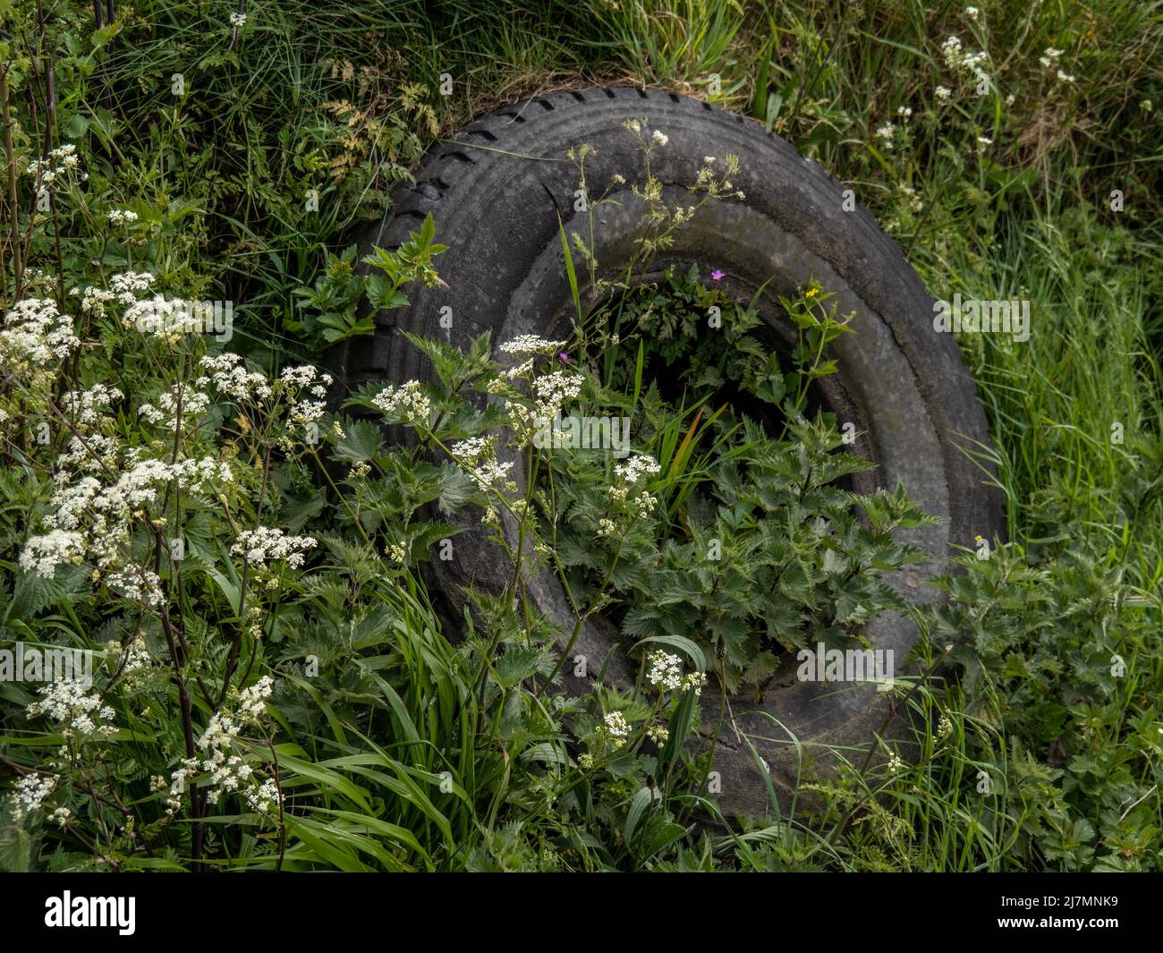 Old vehicle tyre, tire discarded by roadside Stock Photo - Alamy