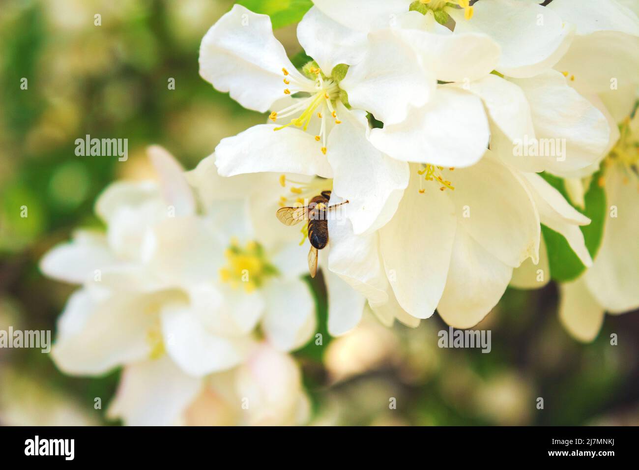 Bee collects nectar and pollen on a white blossoming cherry tree branch ...
