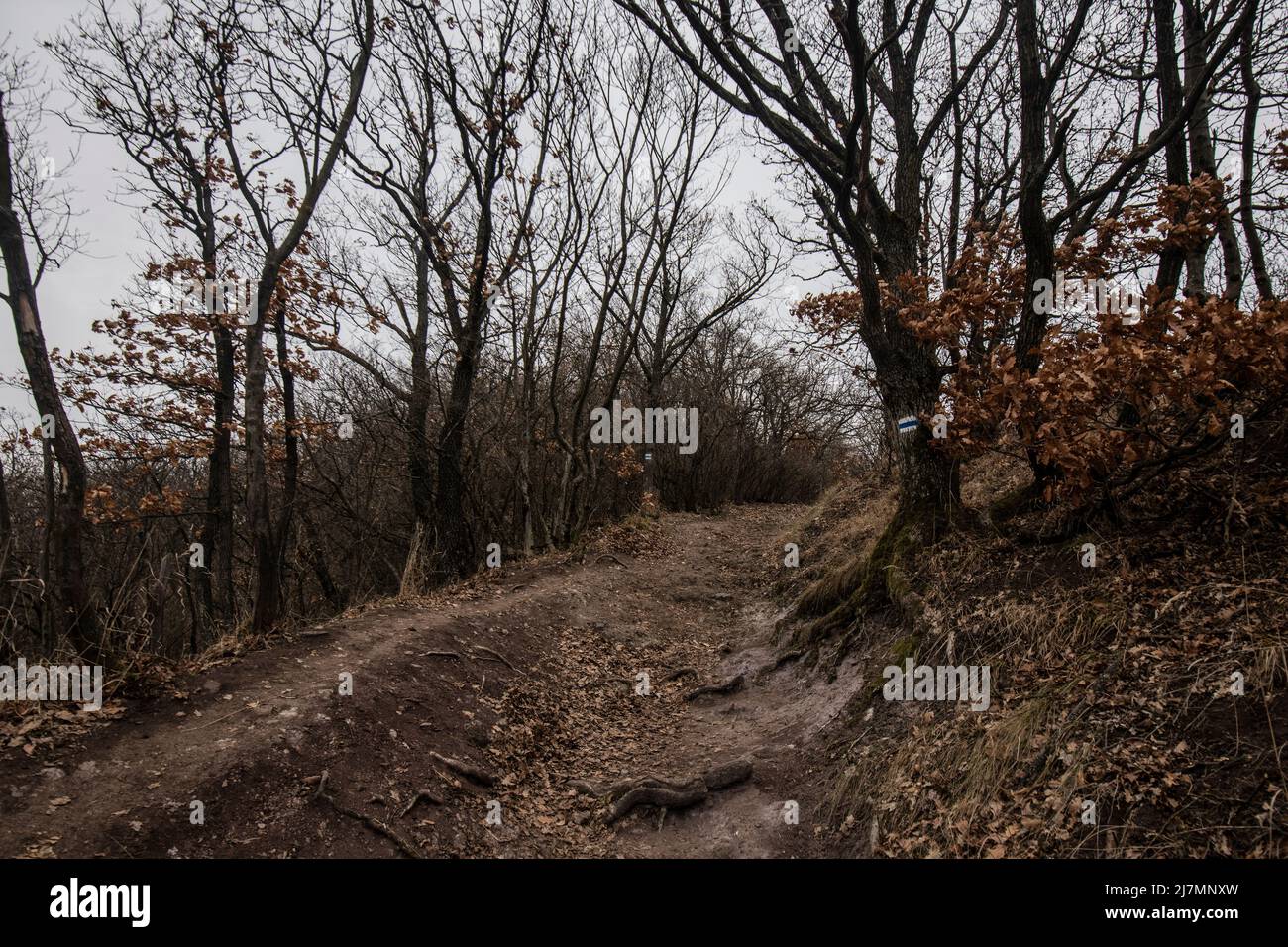 Pedestrian path forest hi-res stock photography and images - Alamy
