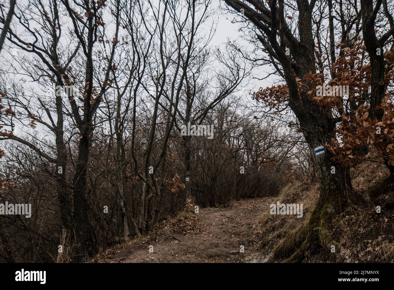 Pedestrian forest path hi-res stock photography and images - Alamy
