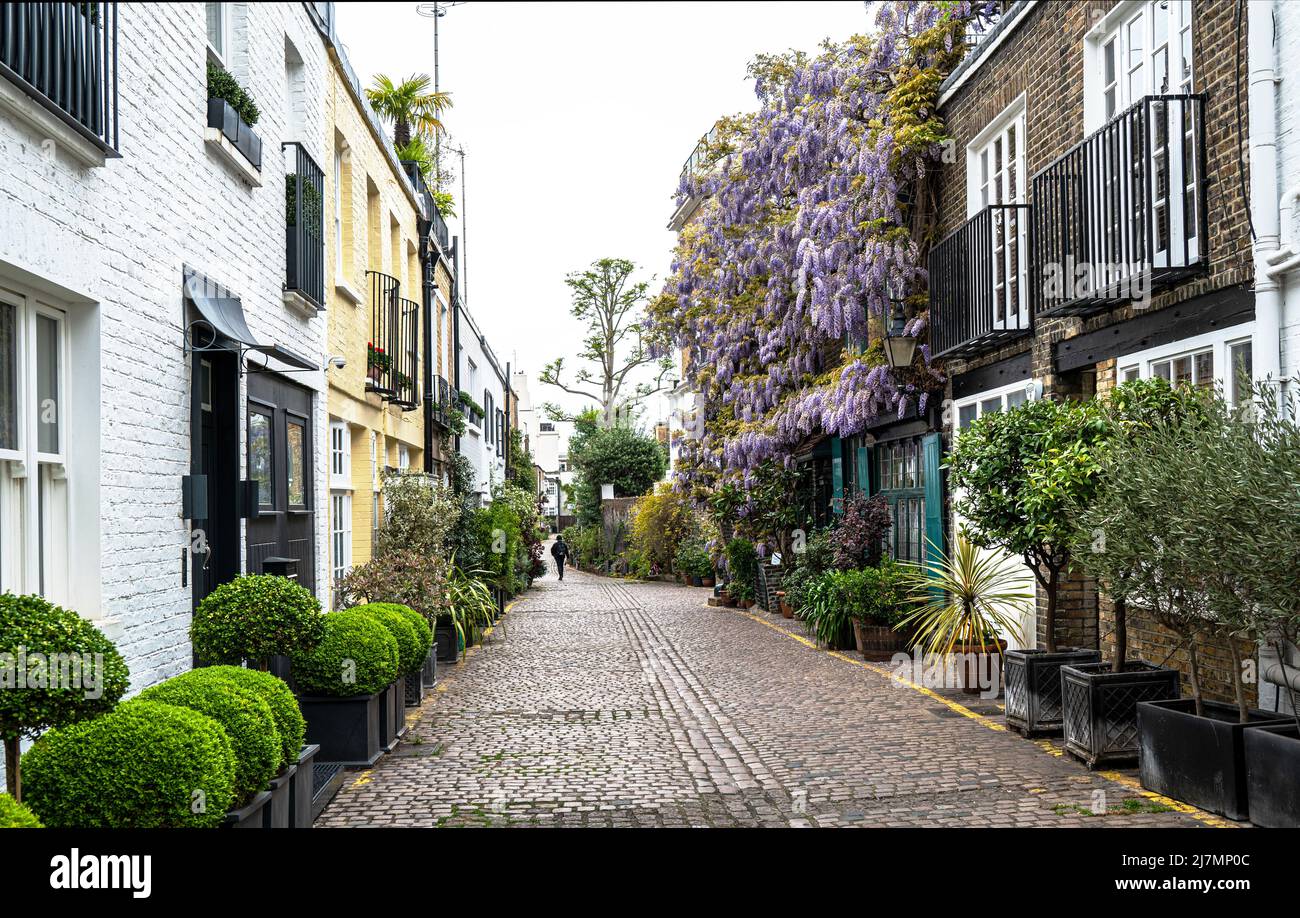 A pretty London mews in South Kensington with wisteria climbing the ...