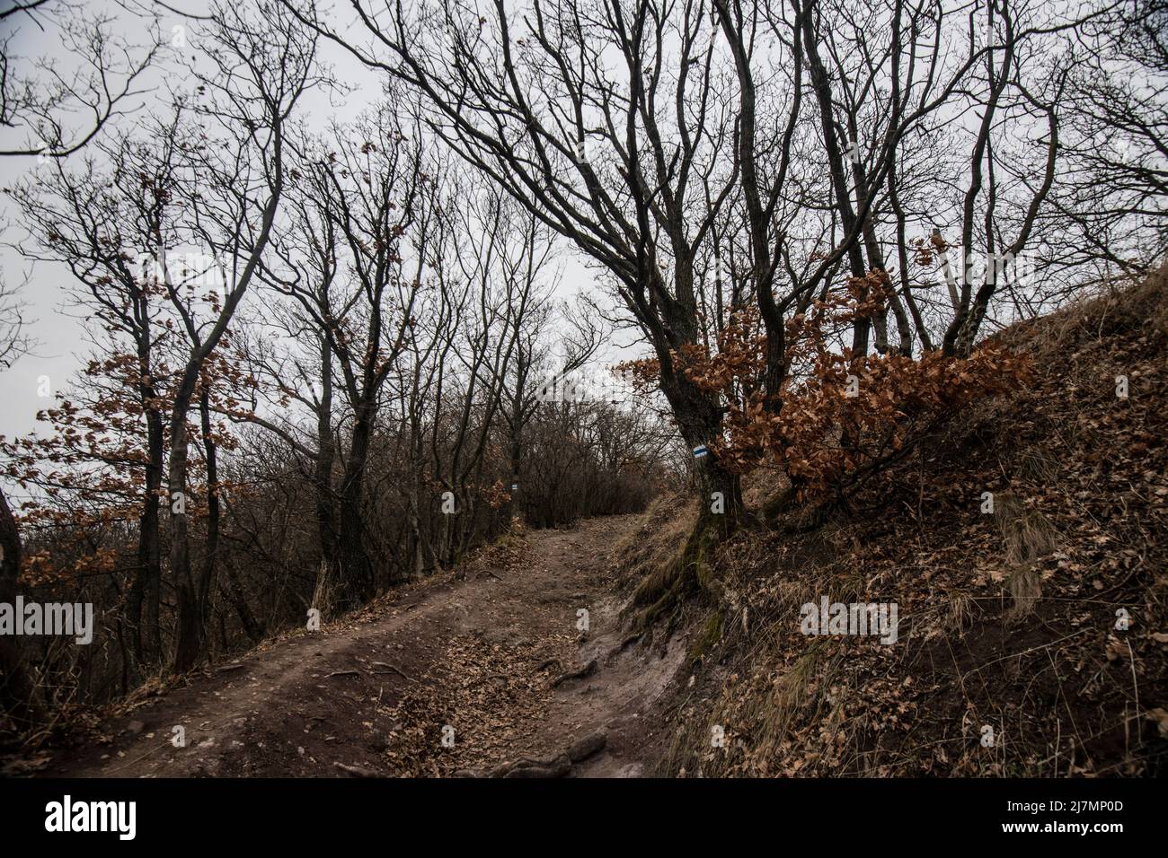 Pedestrian path forest hi-res stock photography and images - Alamy