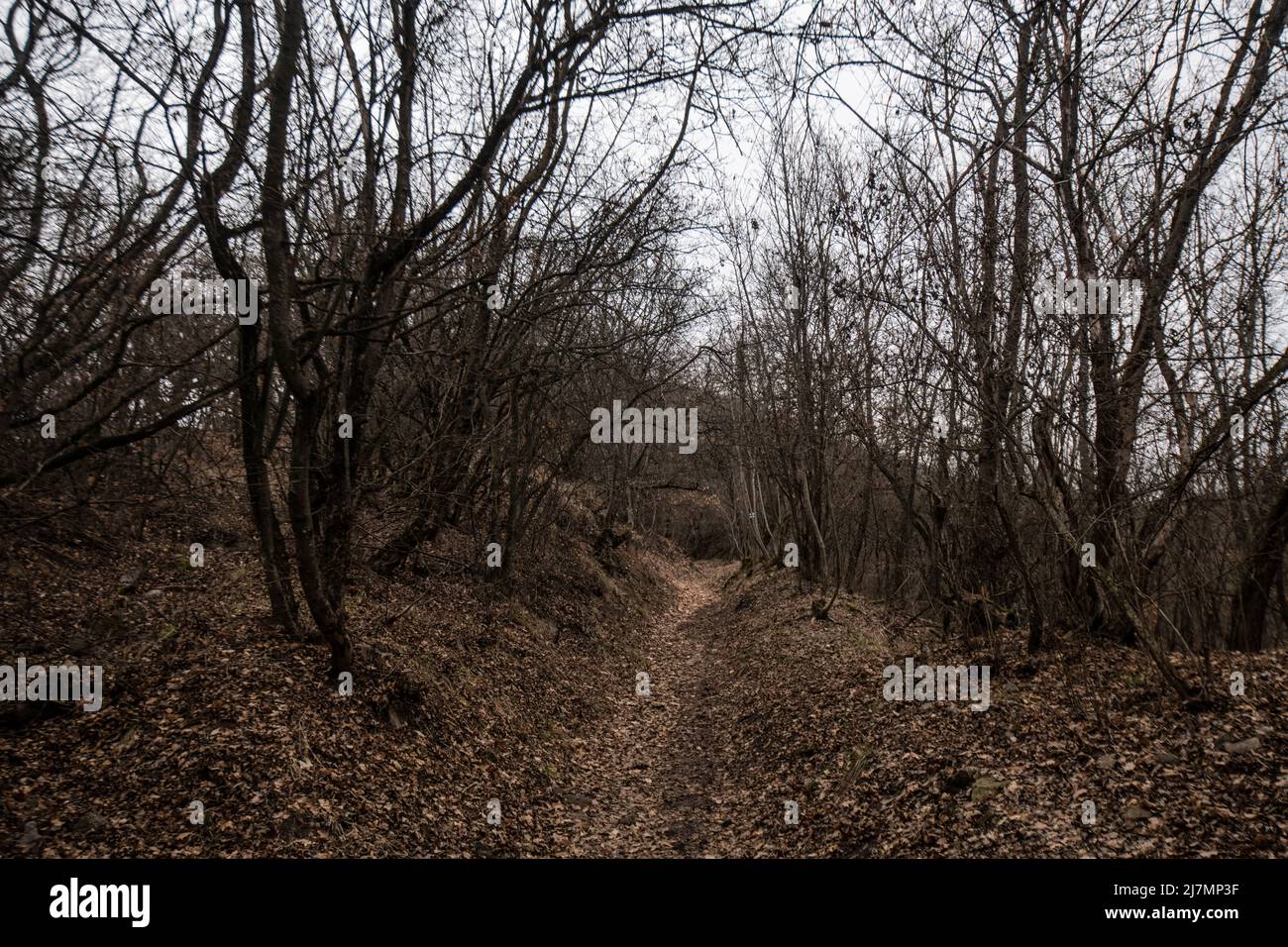 Pedestrian path forest hi-res stock photography and images - Alamy