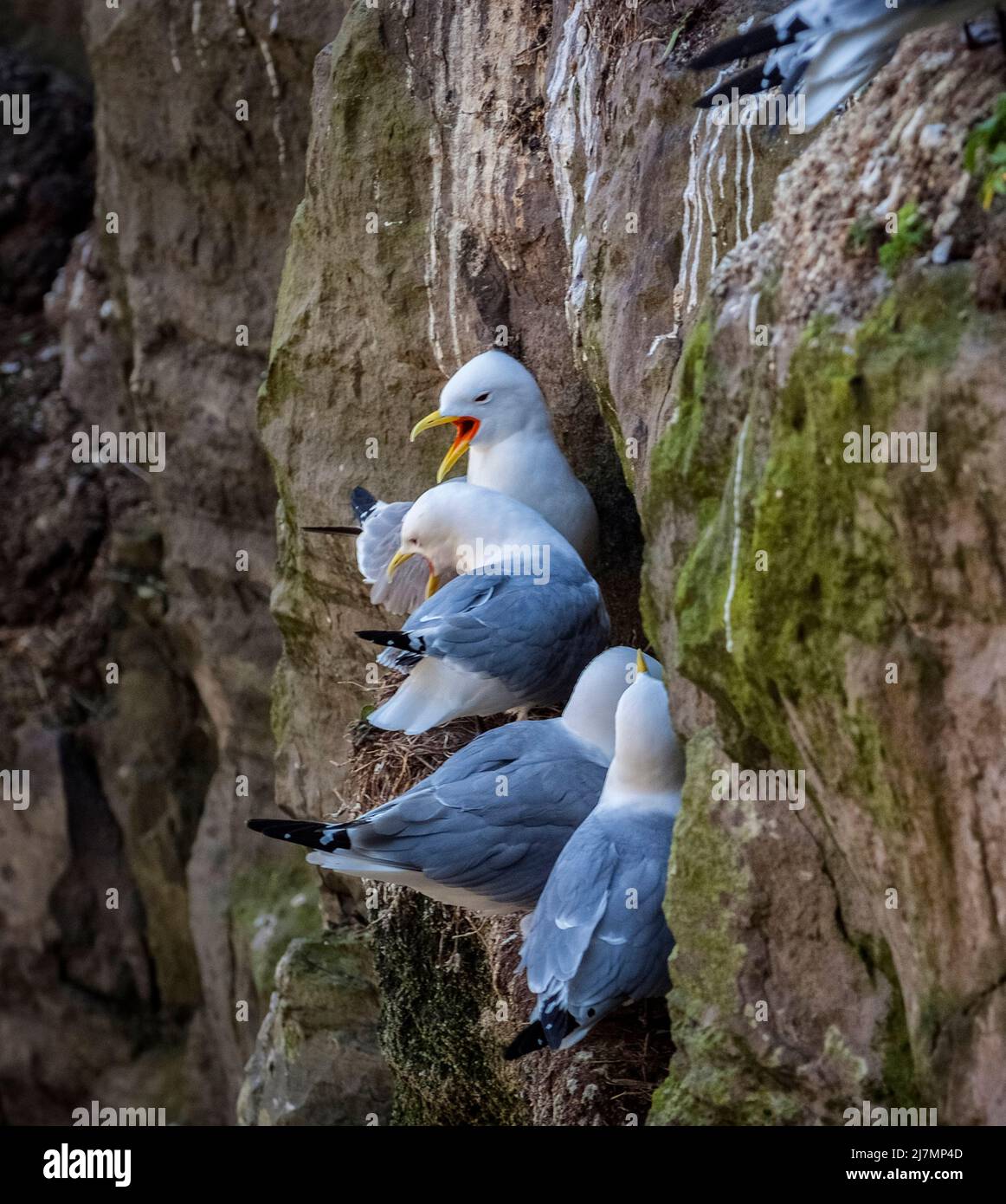 Gull's nesting on a cliff edge, Skellig Michael, County Kerry, Ireland ...