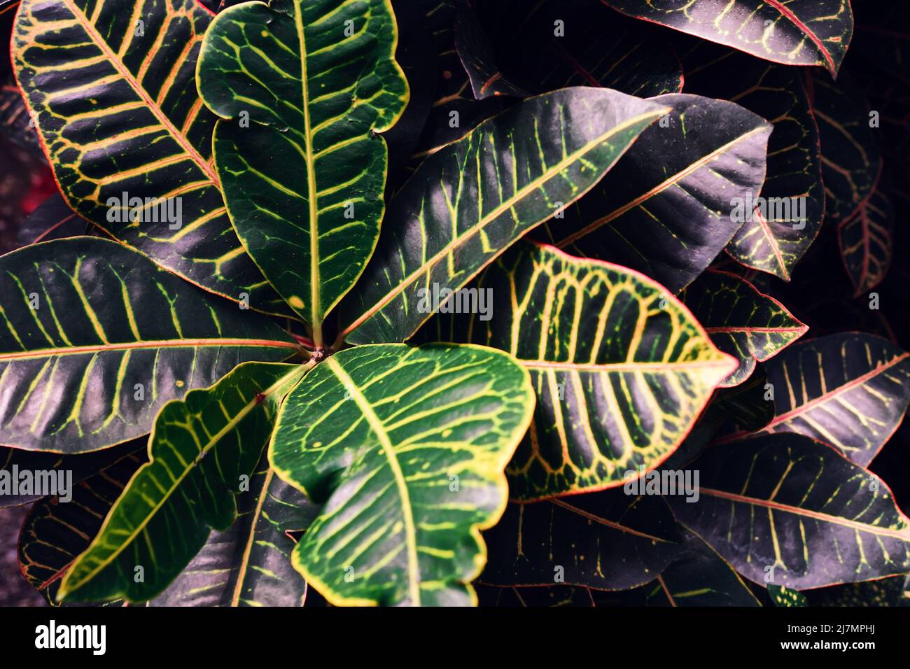 Tropical leaf pattern Stock Photo - Alamy