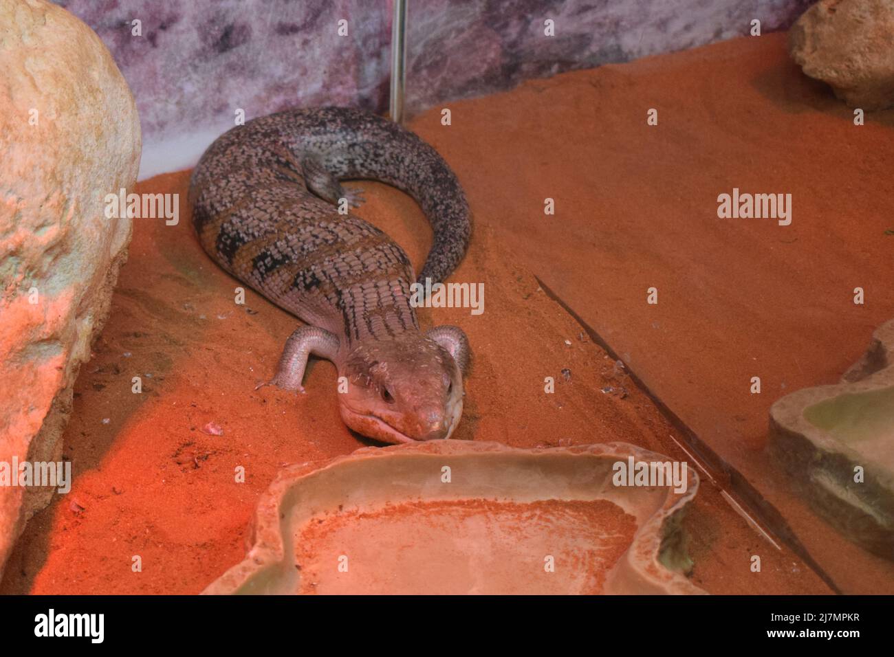 Tanimbar blue tongue skink (Tiliqua scincoides chimaerea). Tiliqua ...