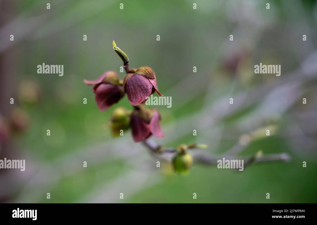Closeup view of a delicate purple asimina triloba tree flower on a ...
