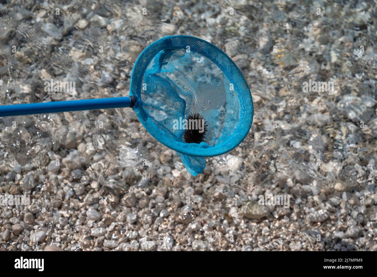 Sea urchin in a blue childrens fishing net over clear sea water with ...