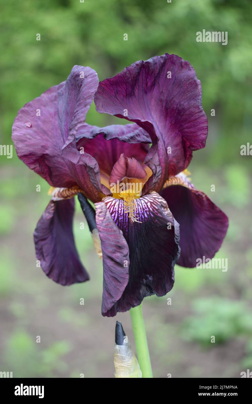 Yellow maroon iris flower hi-res stock photography and images - Alamy