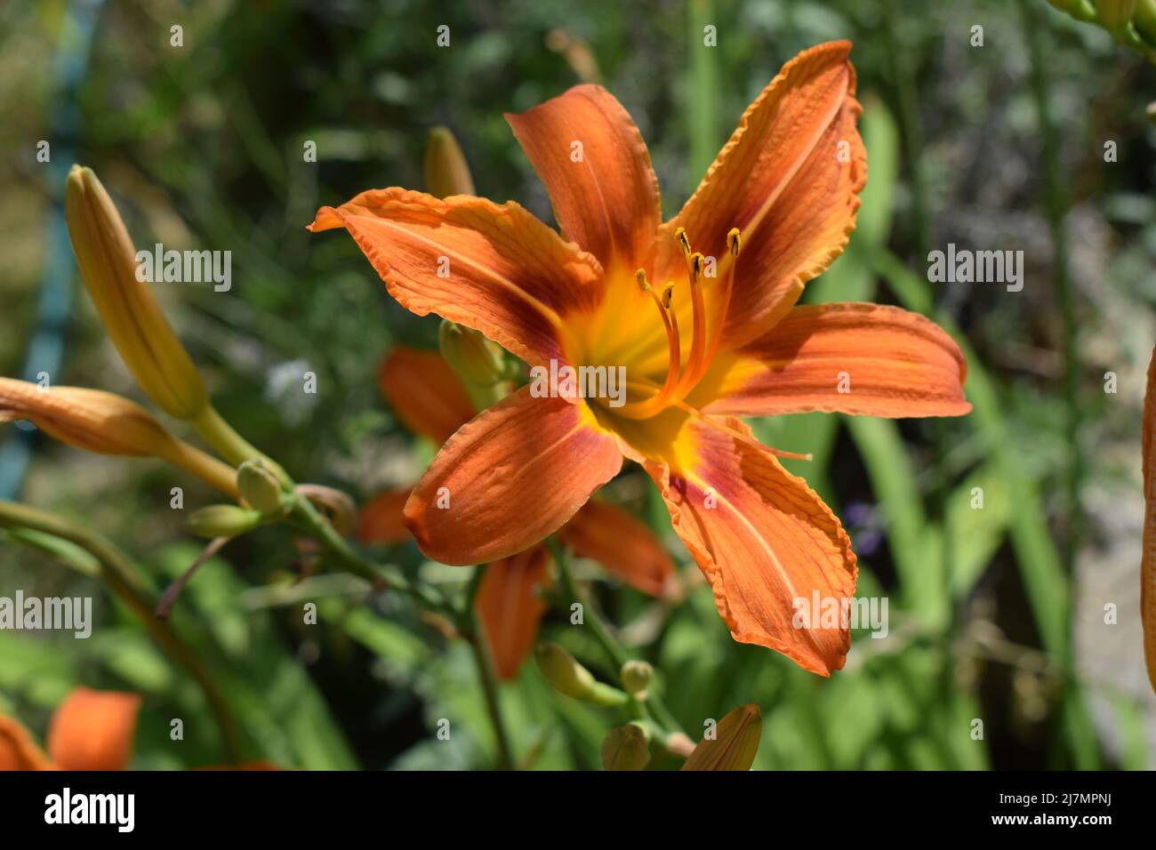 Orange lily flowers in nature. Charming blooming tender lily flower - summer background for ...