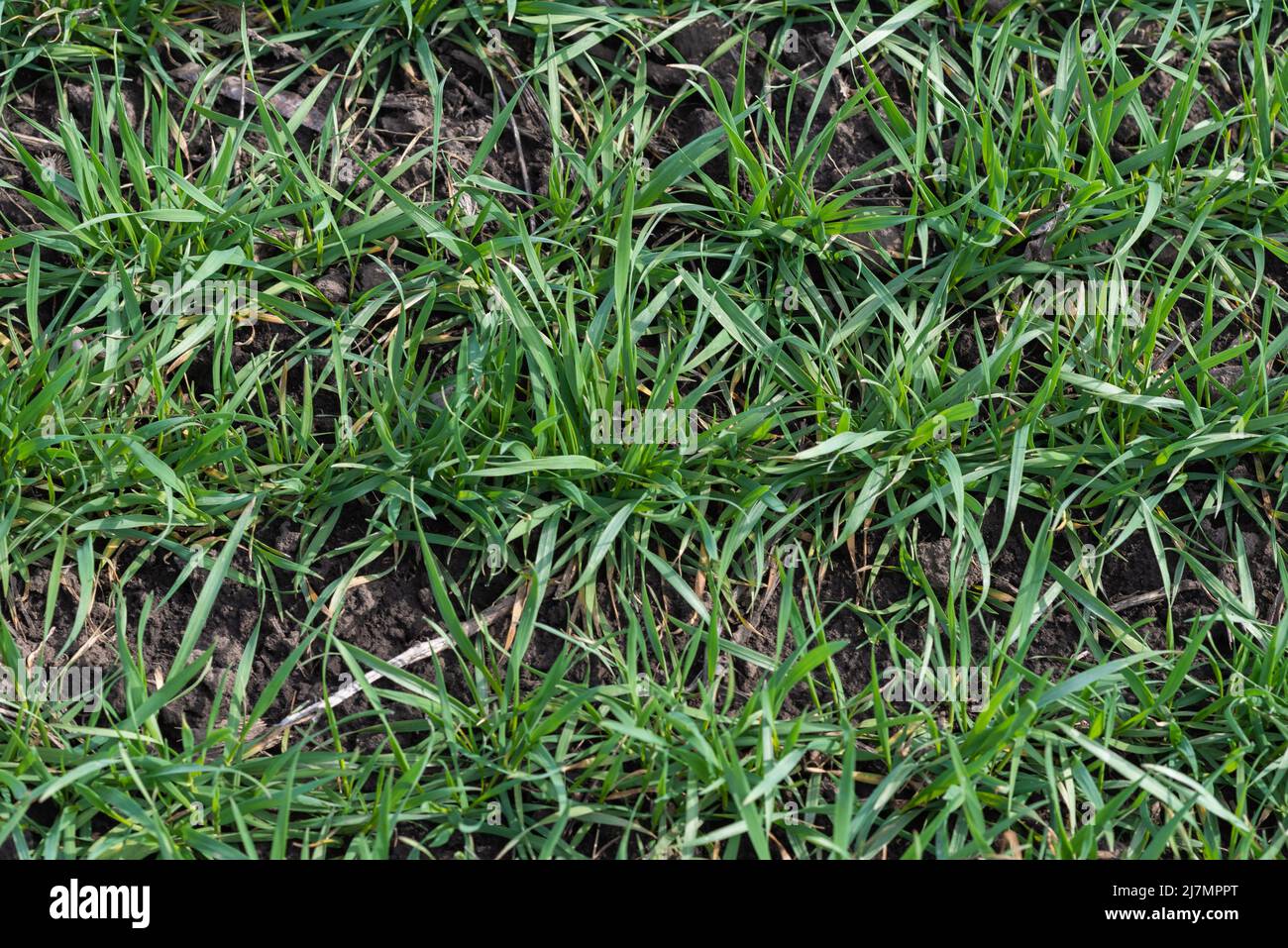 Cracked earth soil and green grass as a texture background. Spring. Top ...