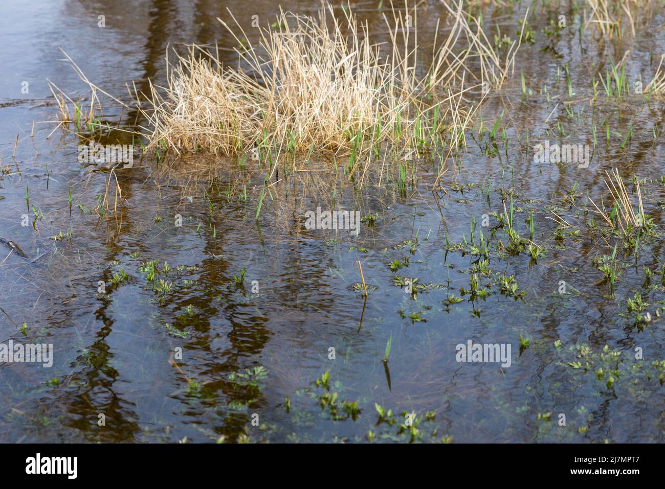 Polluted puddle hi-res stock photography and images - Alamy