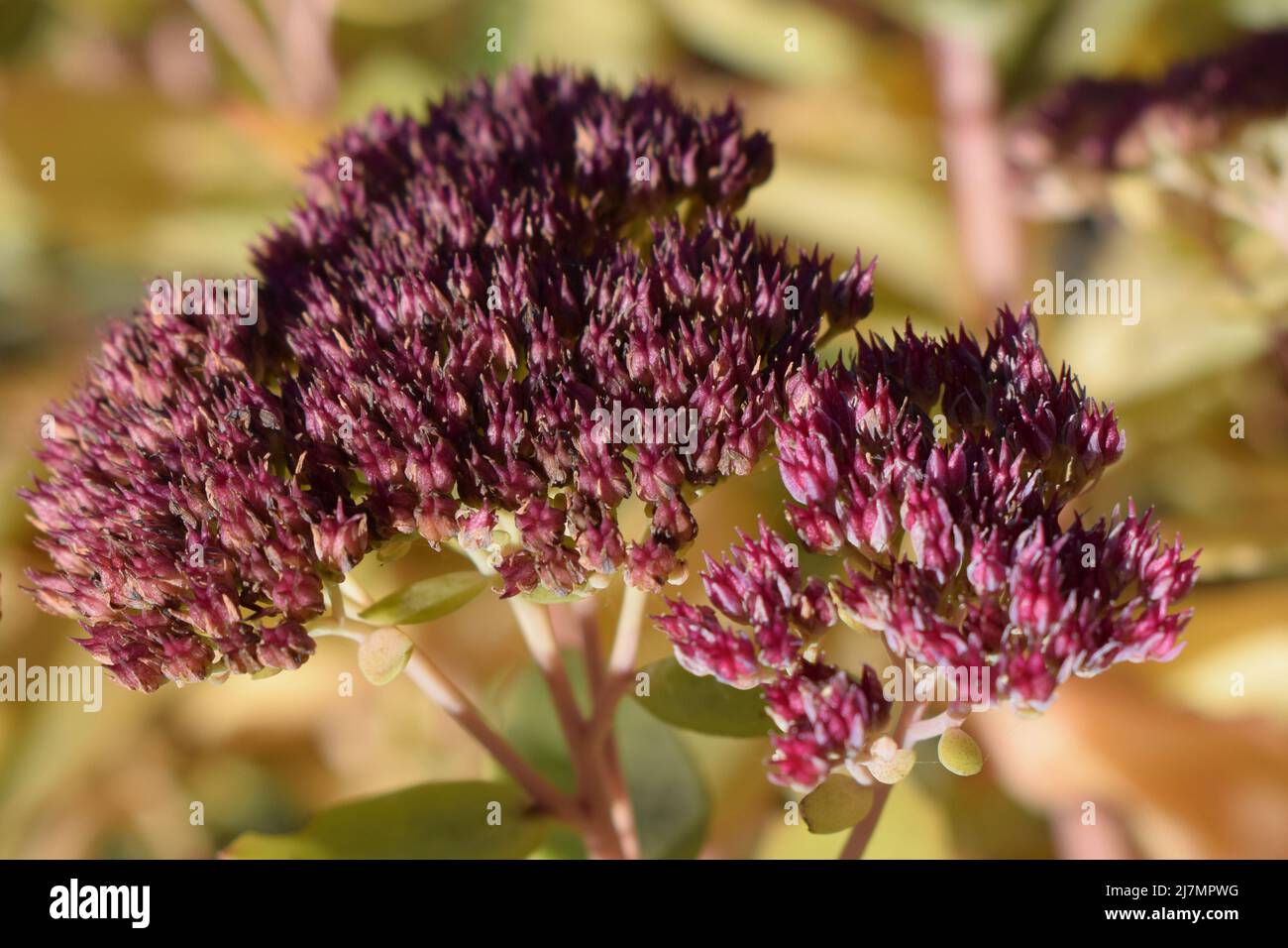 Drying autumn succulent Stock Photo - Alamy