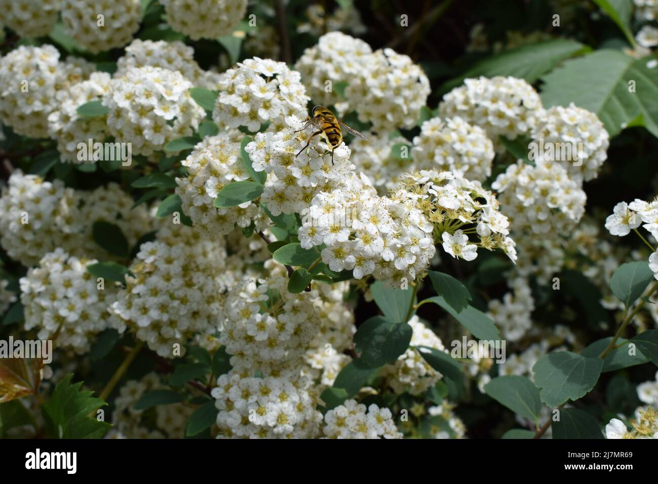 Blossoming white Spirea with bee. Spring blooming shrub with many white ...