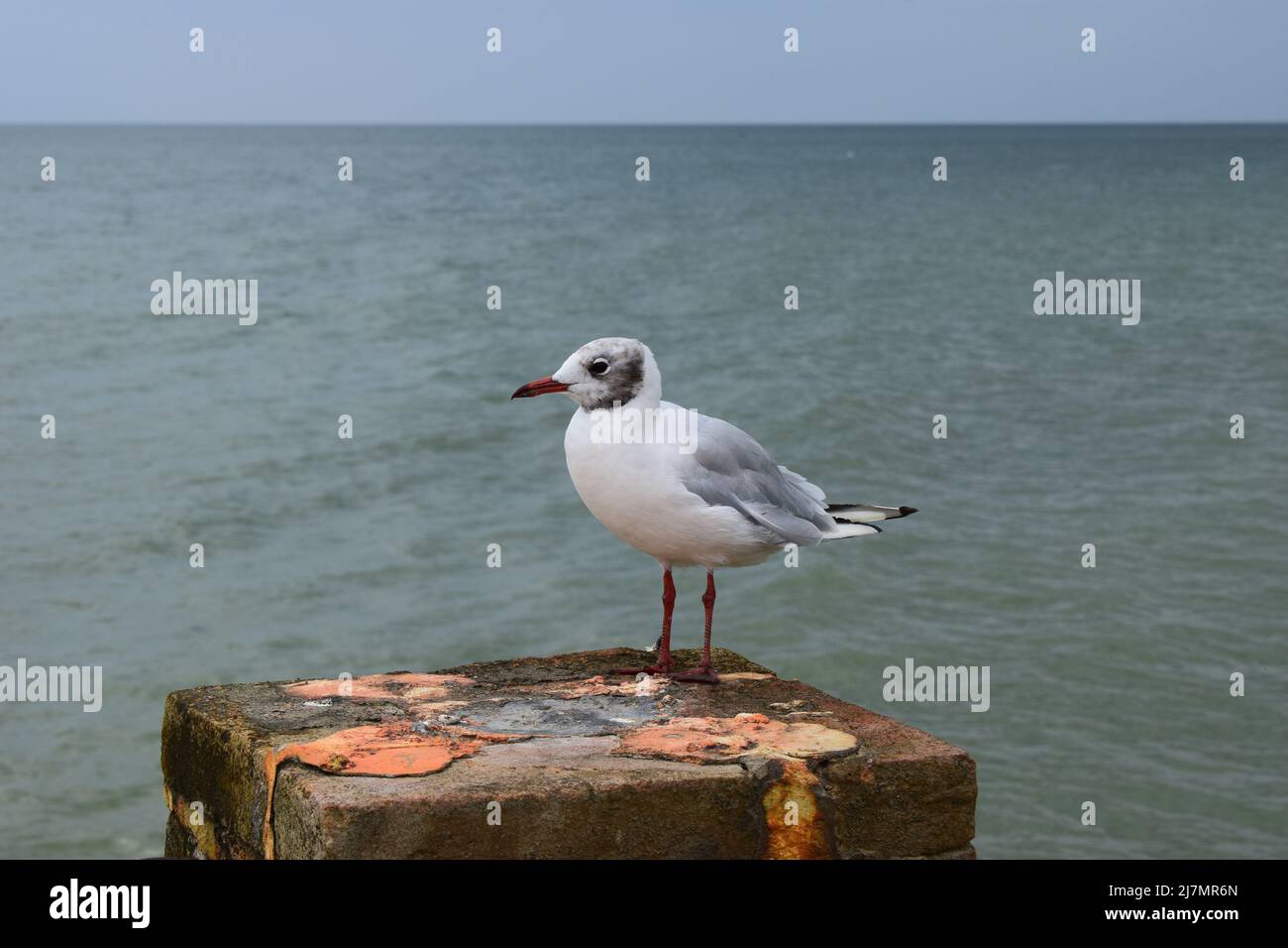 One seagull sits on a old sea pier. The European herring gull, Seagull ...