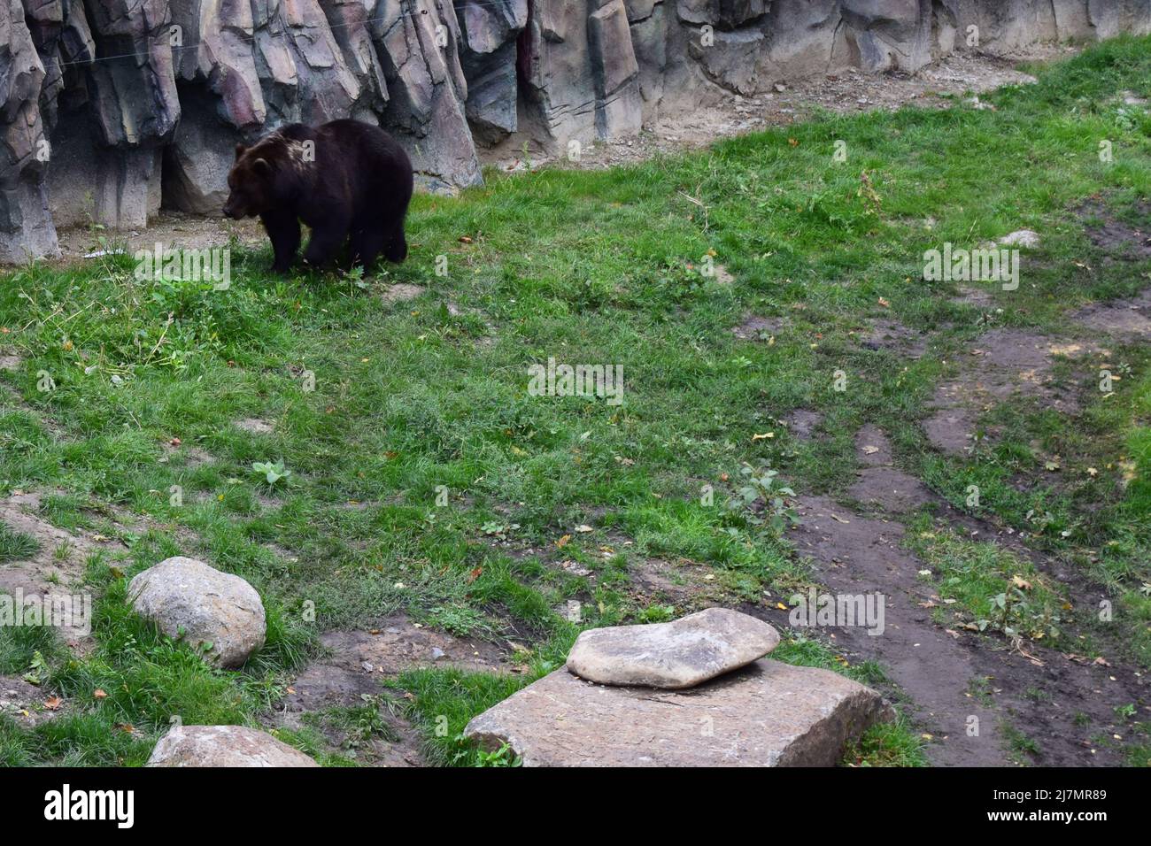 The Eurasian brown bear (Ursus arctos arctos) also known as the common ...