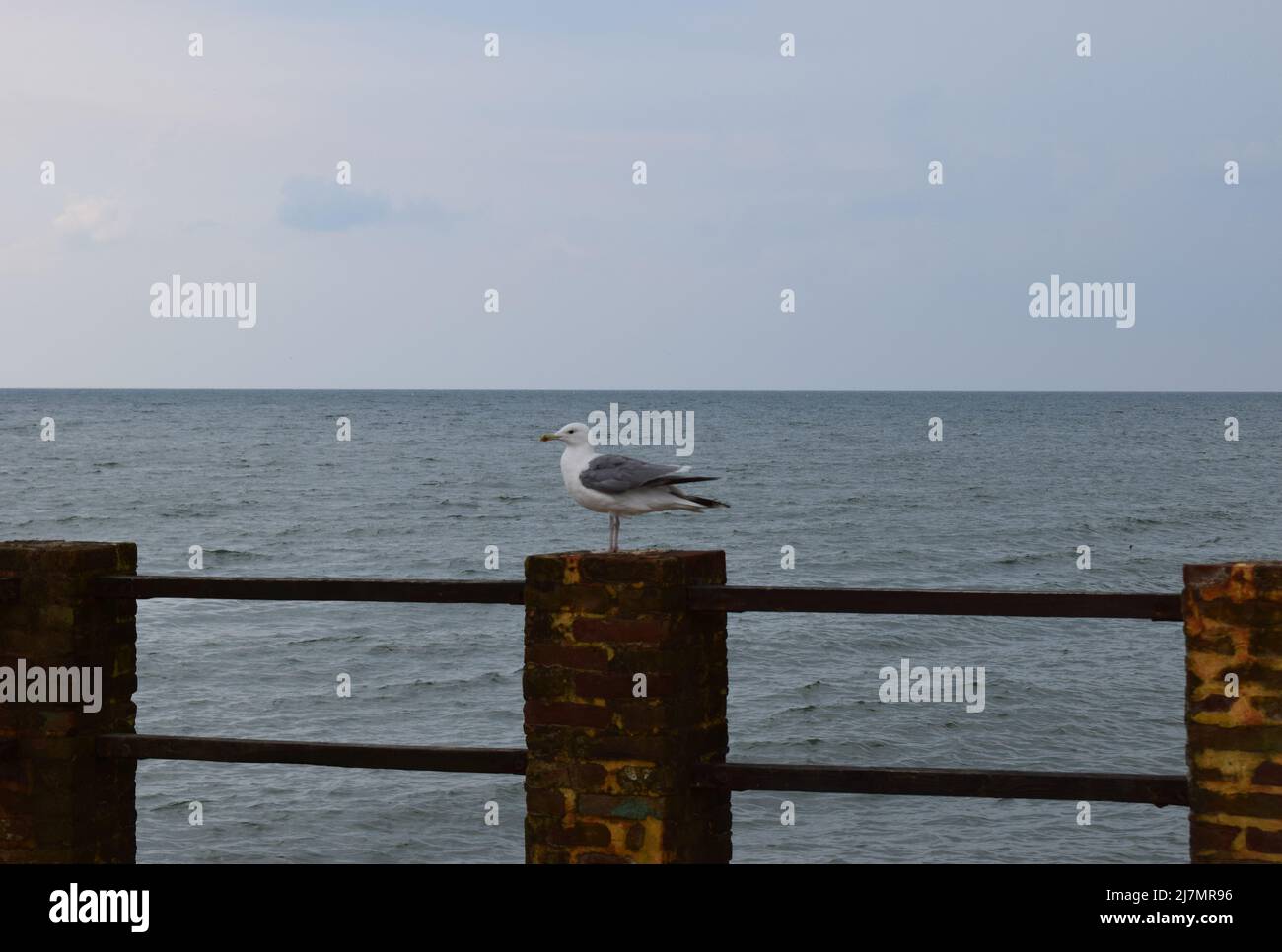 One seagull sits on a old sea pier. The European herring gull, Seagull ...