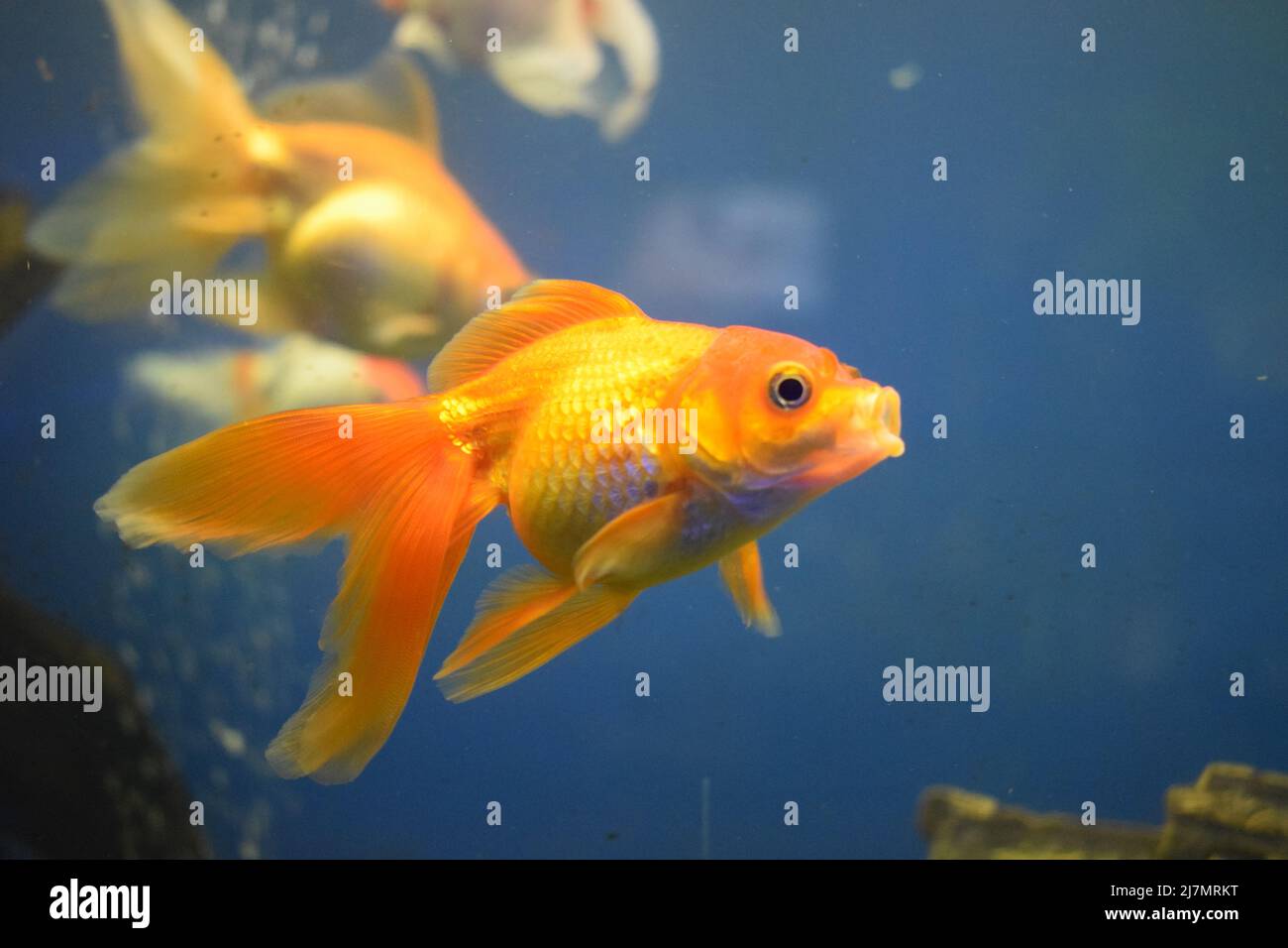 The goldfish on Chinese a sign brings a prosperity and good luck ...