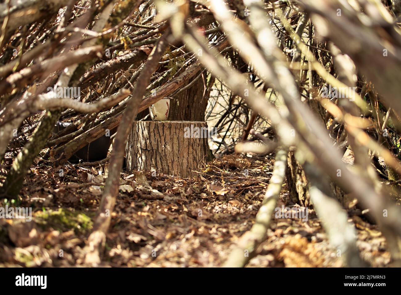 Interior of lean-to tree fort treehouse tree house an adolescent girl ...