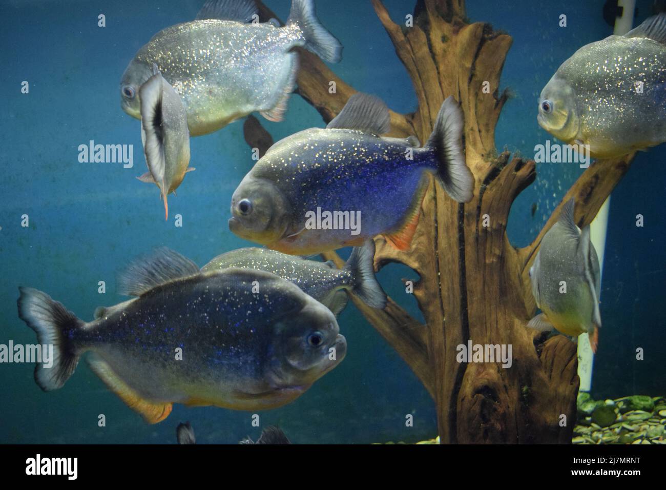 Group of red-bellied piranhas are swimming in fish tank. Red piranha ...