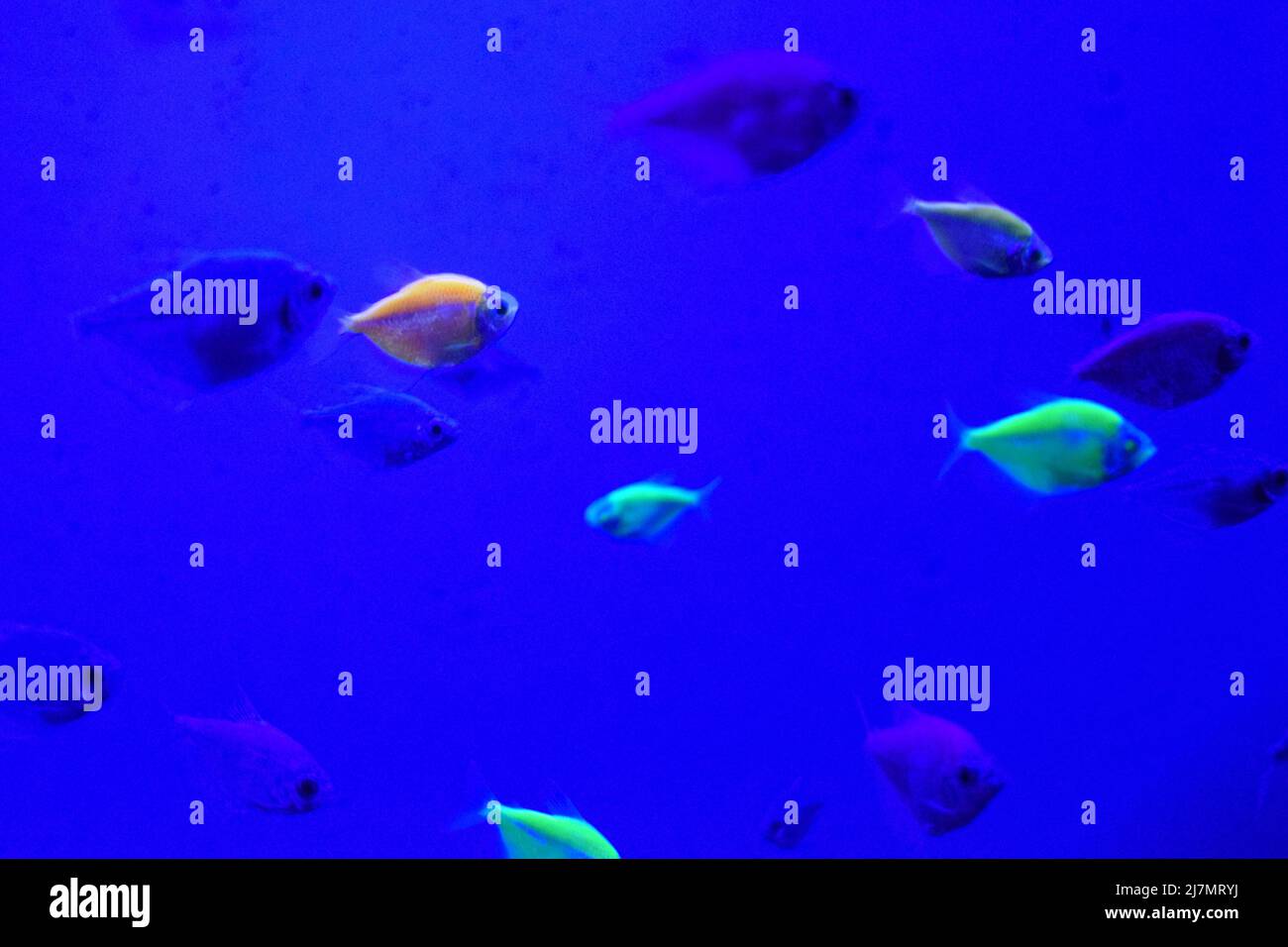 Many small bright cortical fishes in pure blue water swim chaotic Stock ...