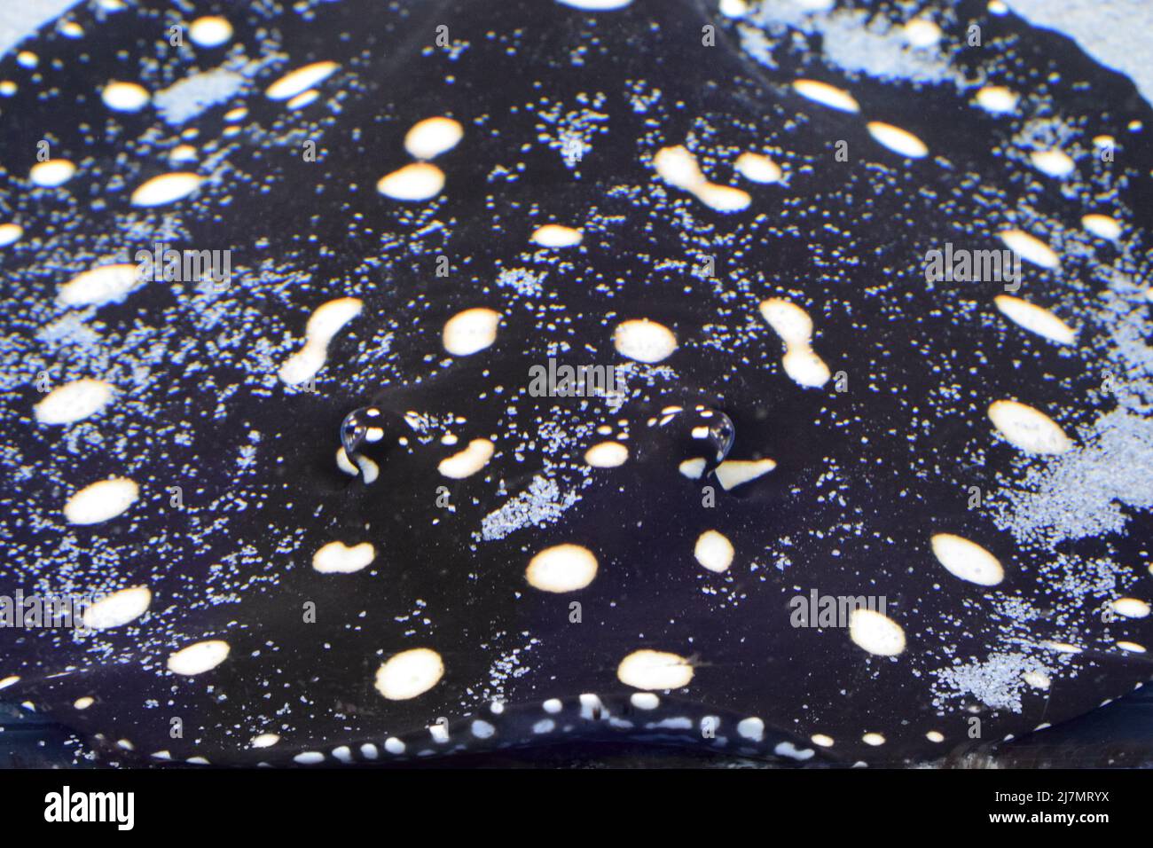 White blotched river stingray hi-res stock photography and images - Alamy