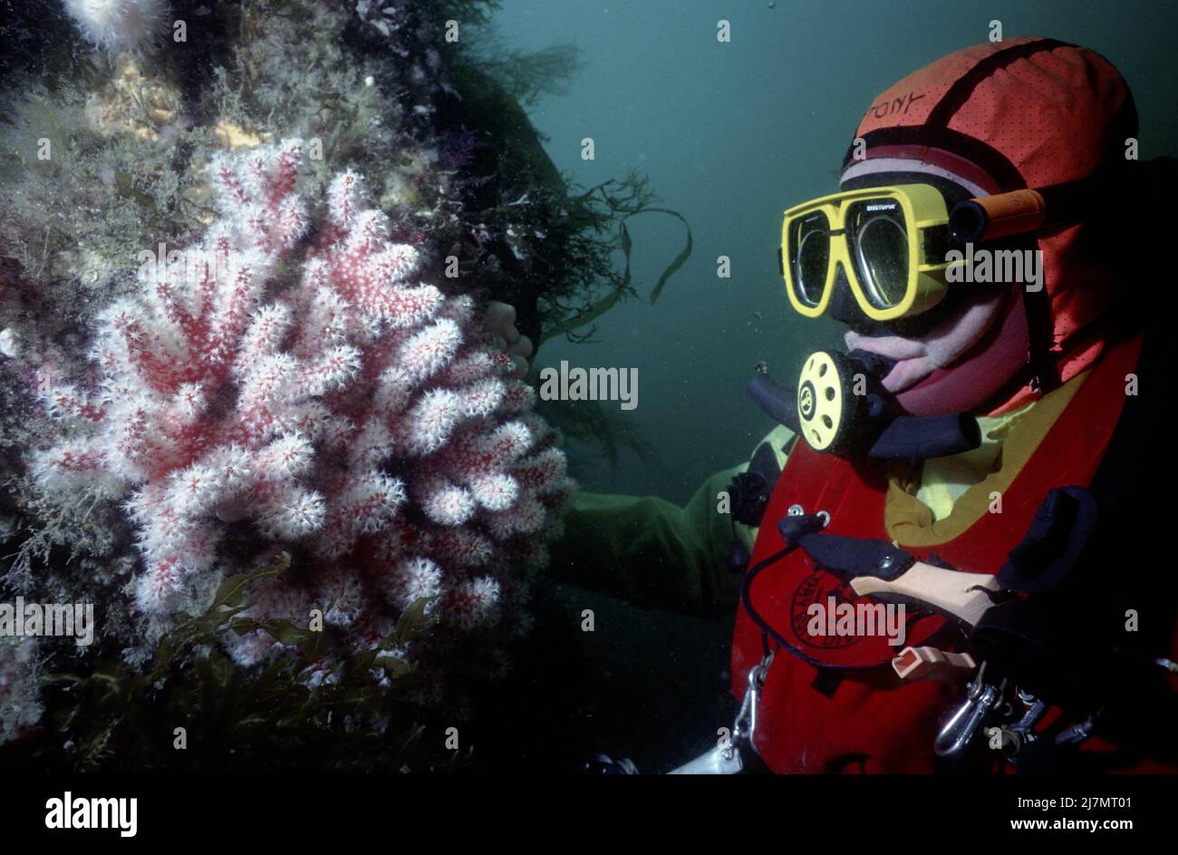 Diver underwater. Red dead man's fingers, Alcyonium digitatum, location ...
