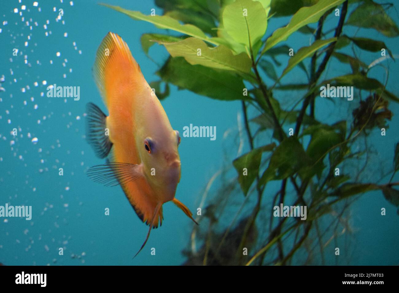 Discus fish (Pompadour), Red symphysodon discus. Symphysodon is ...