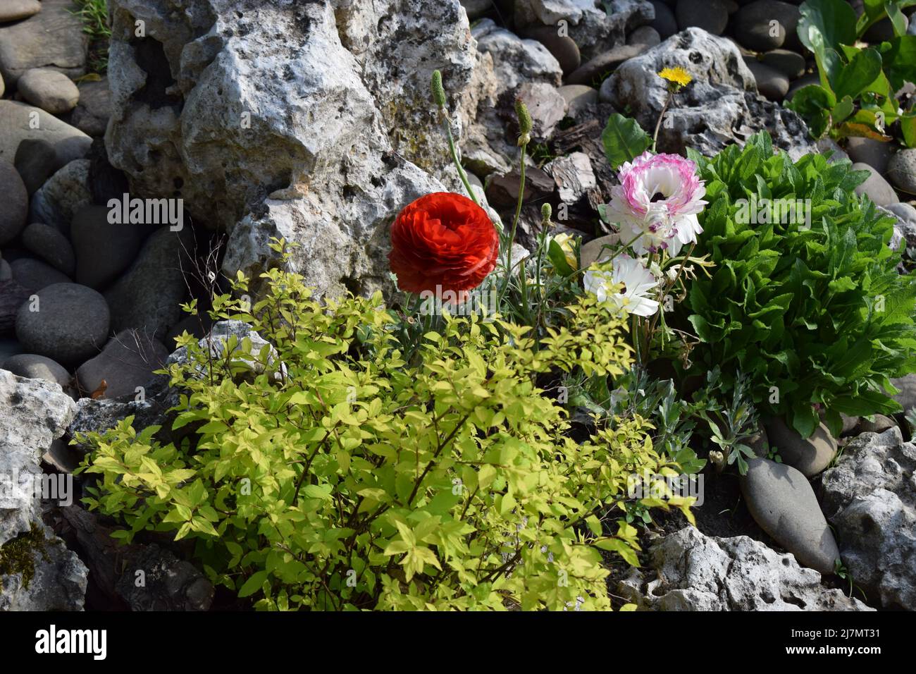 decorative alpine slide, landscape design - decorative plants in the ...