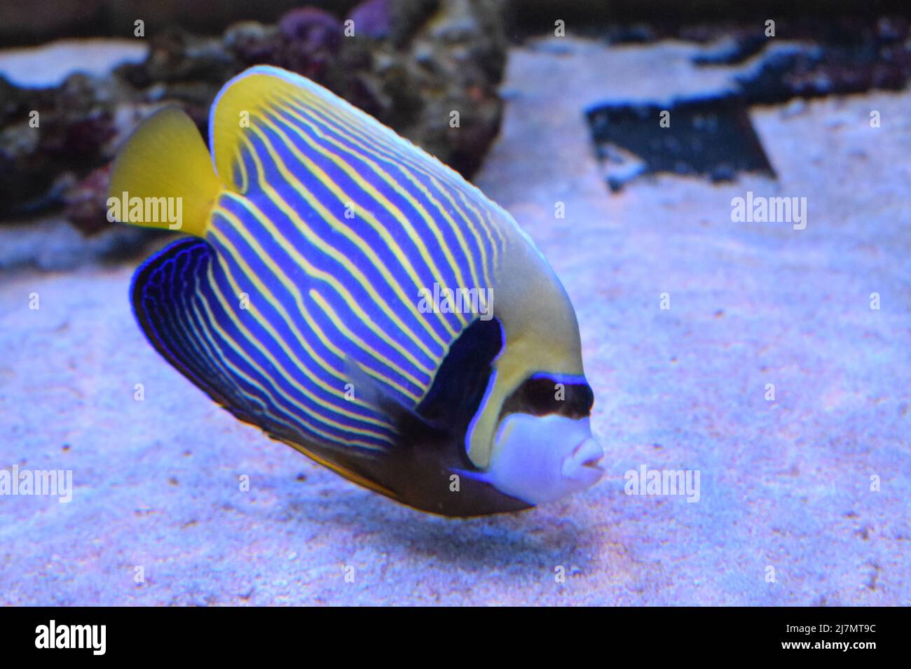 Tropical Fish-angel in reef tank. Fish-emperor is a reef-associated ...