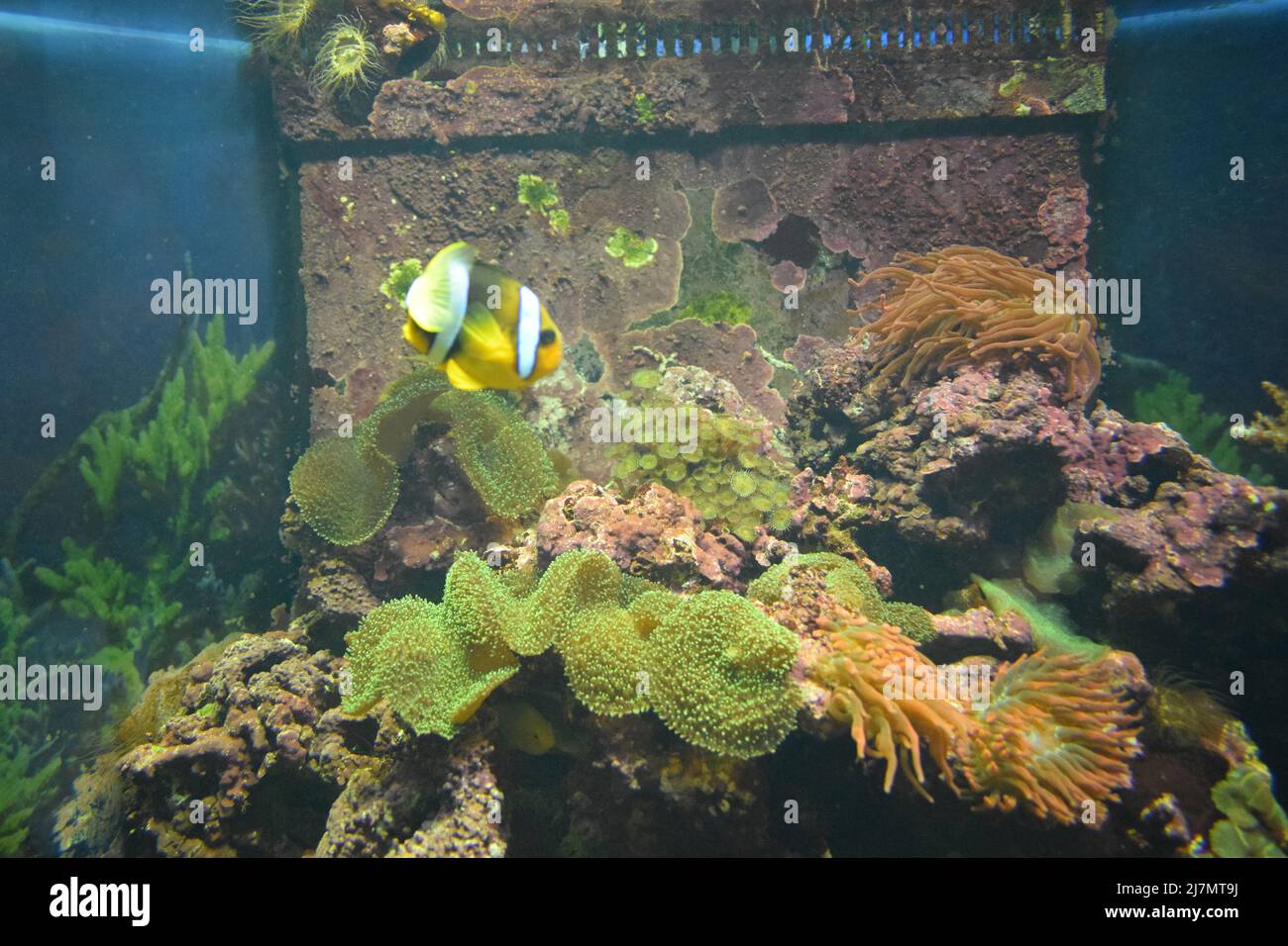 Amphiprion sebae. Clownfish or anemonefish are fishes from the ...