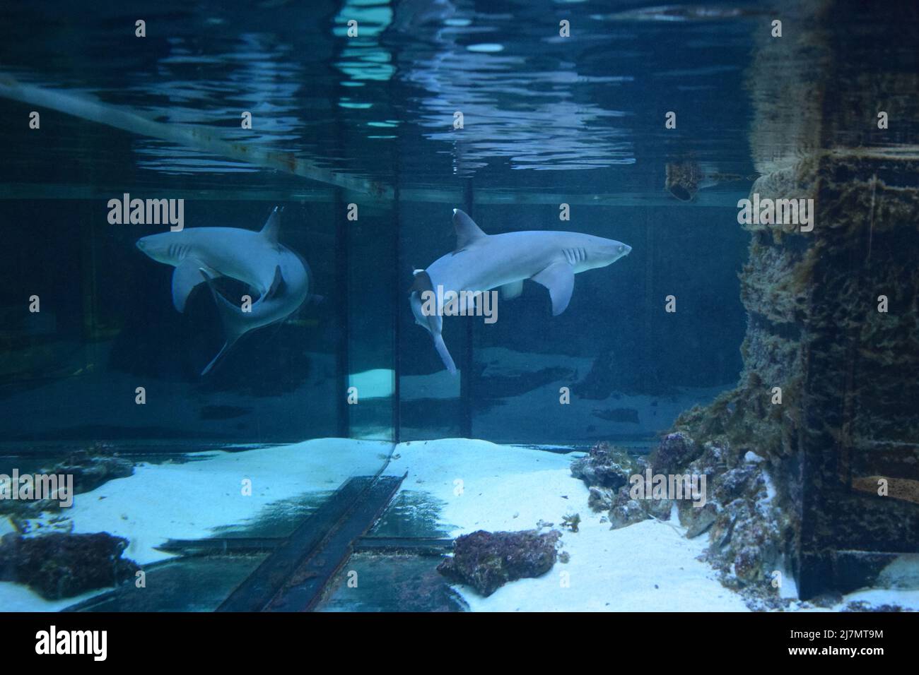 The reef shark (Triaenodon obesus) is the only species of reef sharks ...