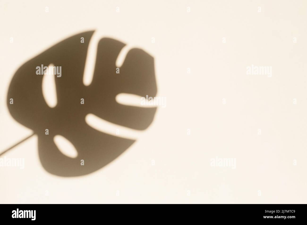 Tropical monstera leaf shadow on beige background. Minimal summer ...