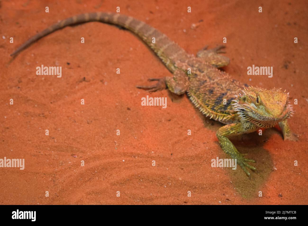 Pogona species hi-res stock photography and images - Alamy