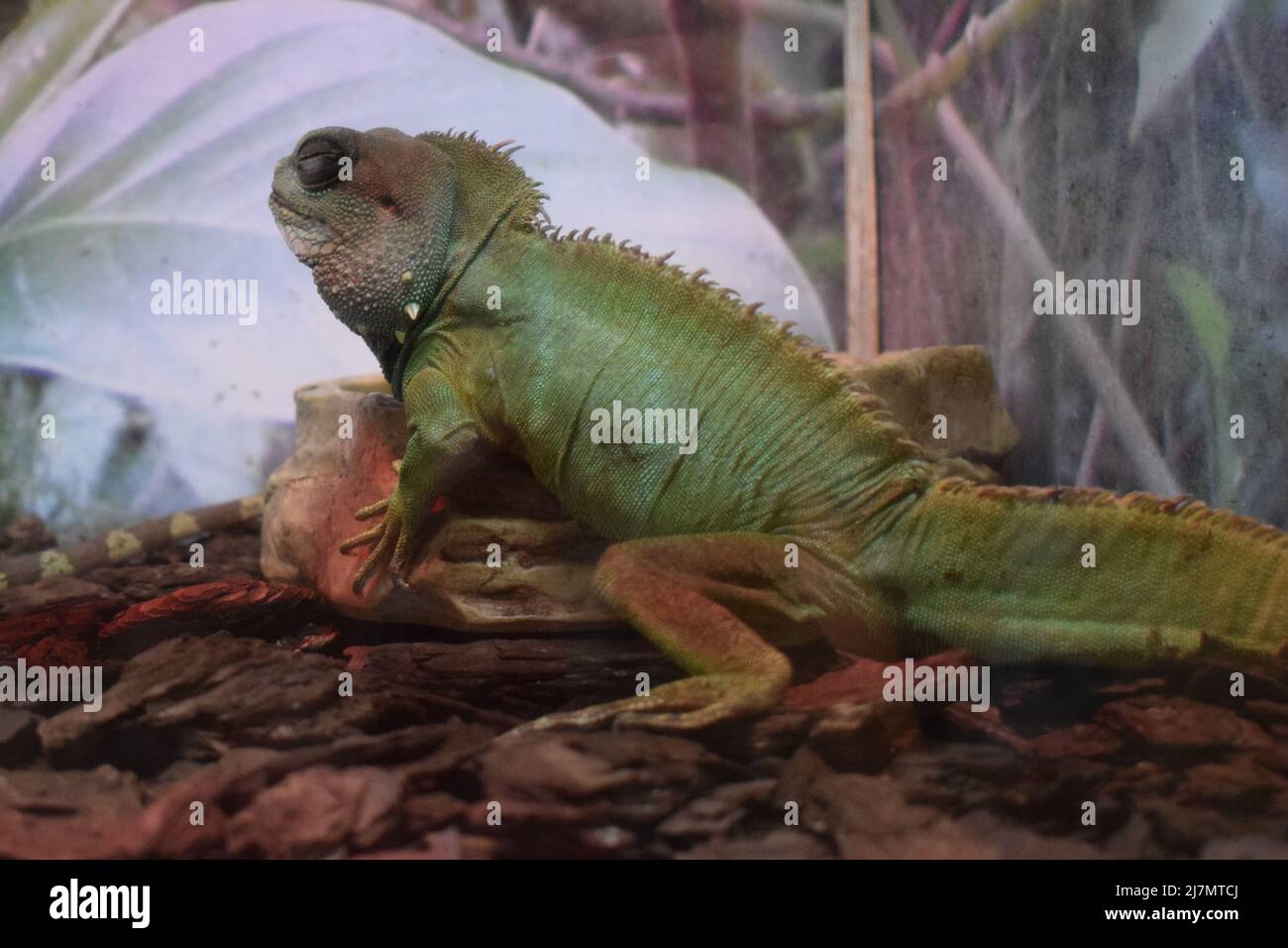 Asian water dragon stands alone, shedding skin on the back. It is a ...