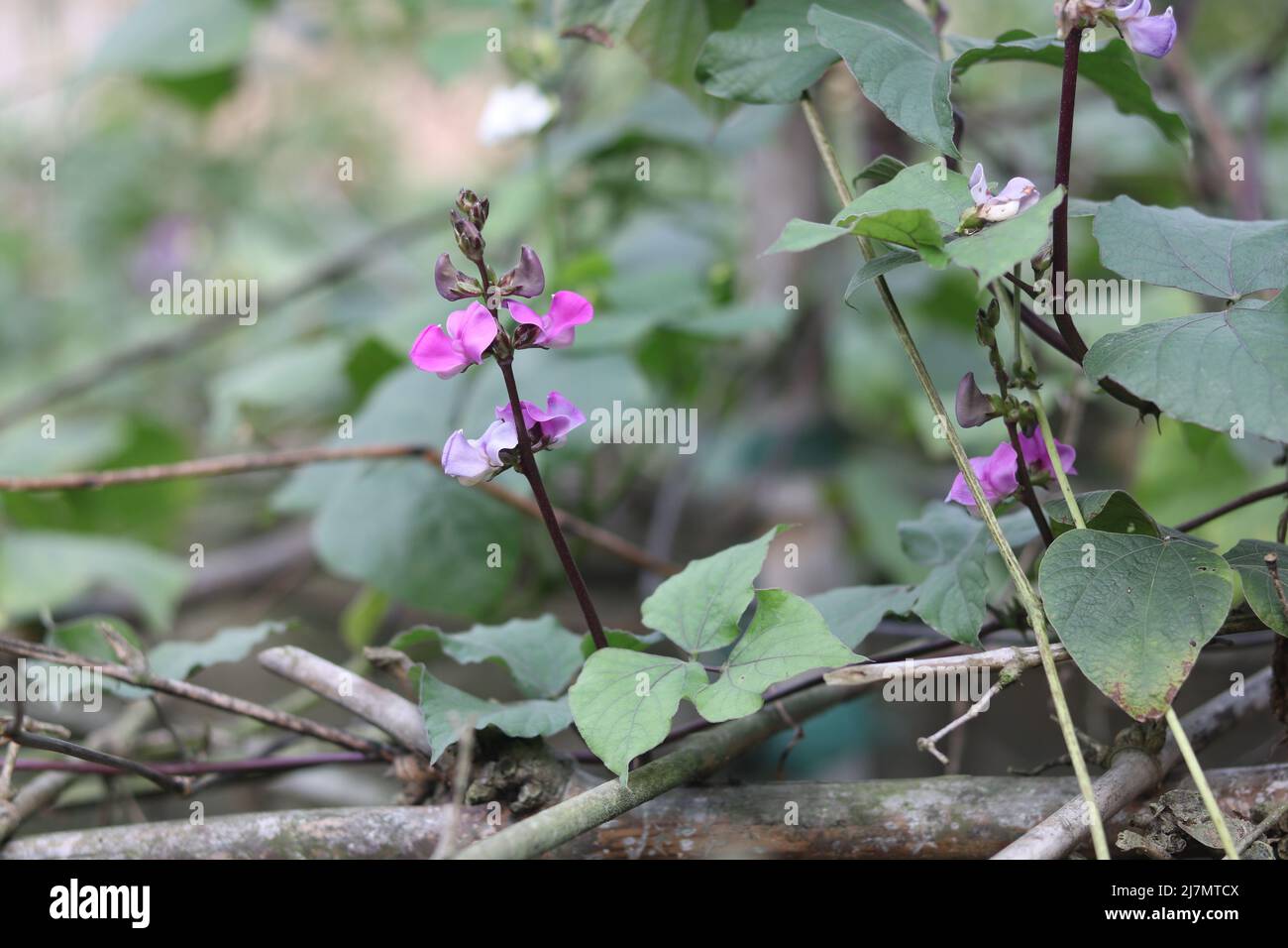 Young fresh bean long Pink color flower in garden green leaves. Close ...