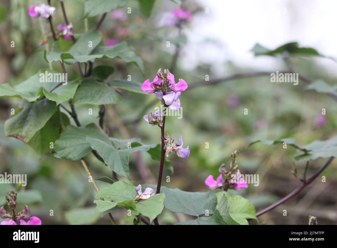 Dwarf variety phaseolus vulgaris hi-res stock photography and images ...