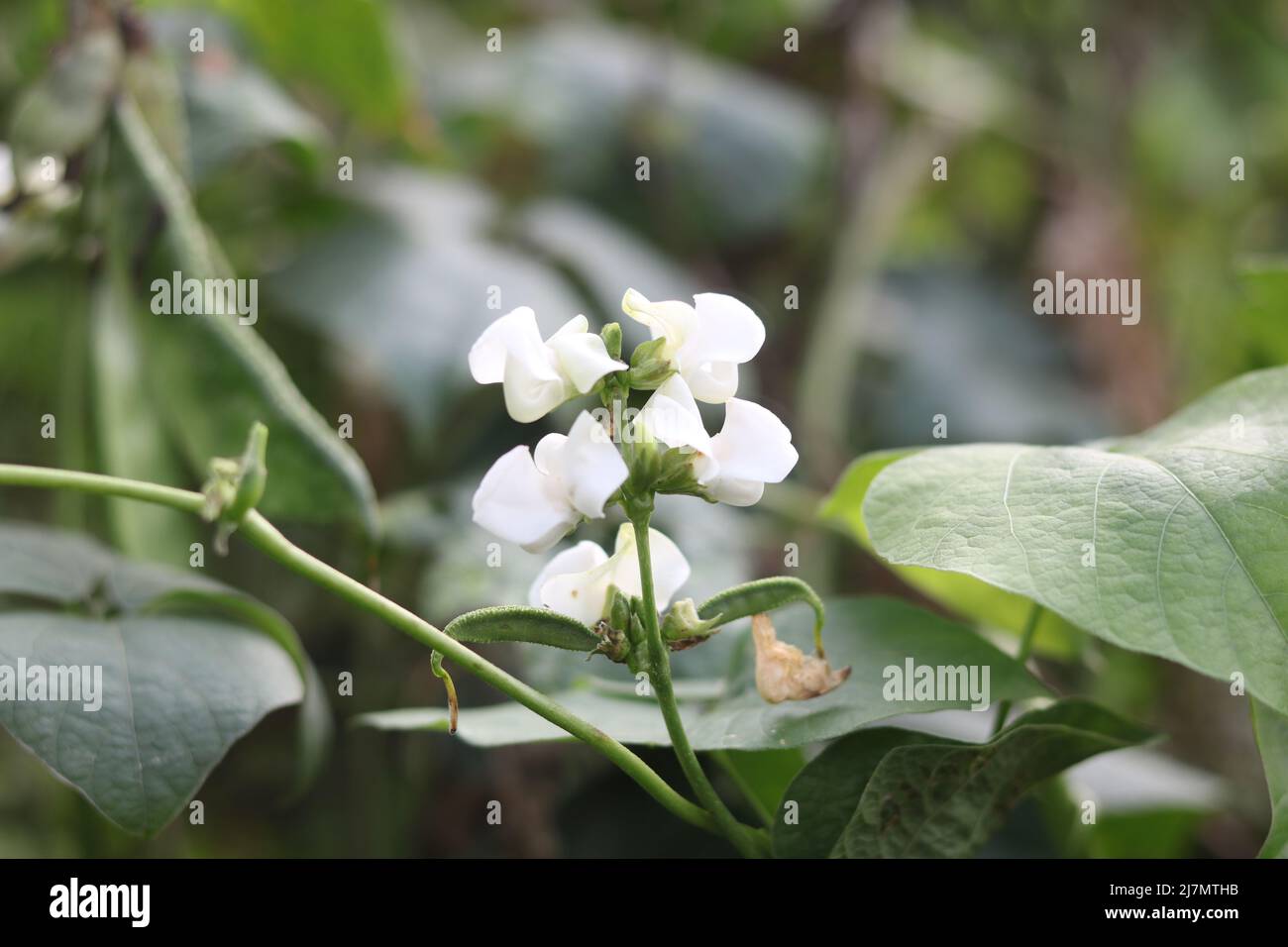 Dwarf variety phaseolus vulgaris hi-res stock photography and images ...