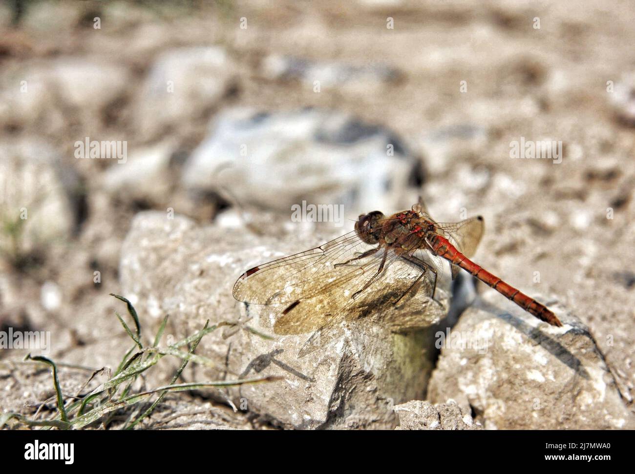 Dragonfly landing on a rocky pathway - UK Stock Photo - Alamy