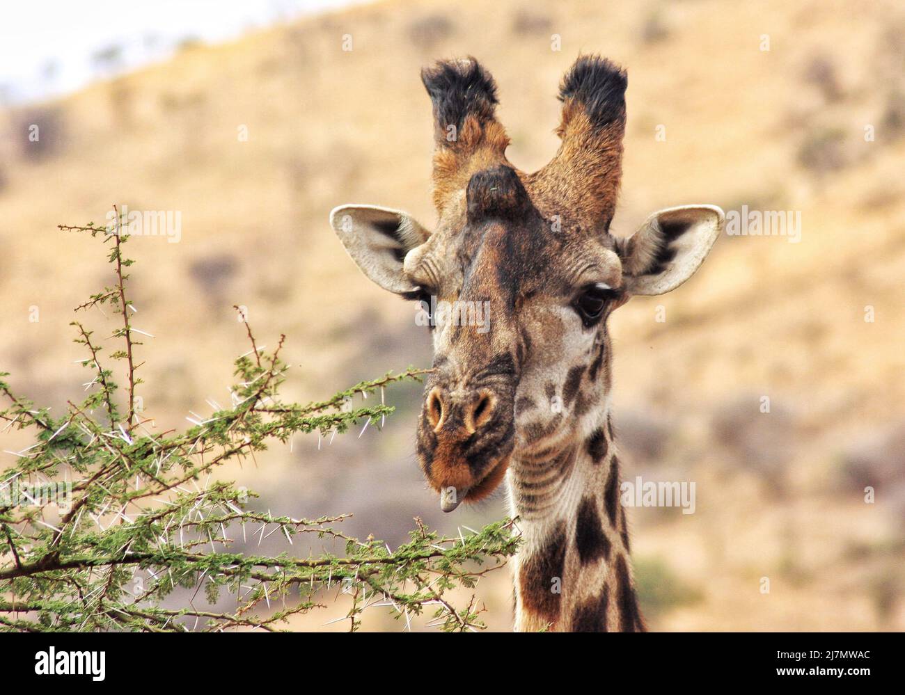 Giraffe eating from the acacia trees - Tanzania Stock Photo - Alamy