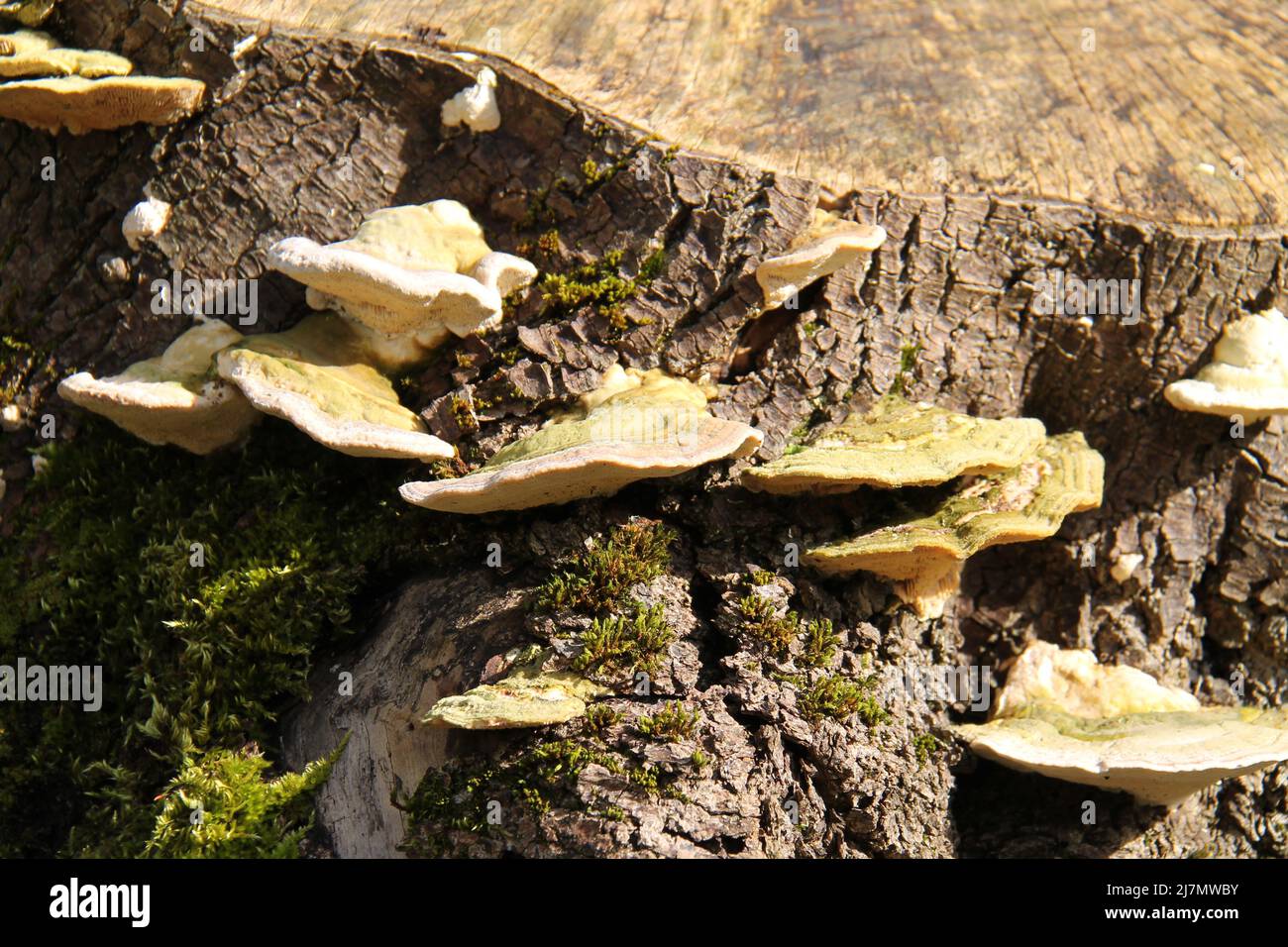 A Group of Bracket Fungi Growing on an Old Tree Stump Stock Photo - Alamy