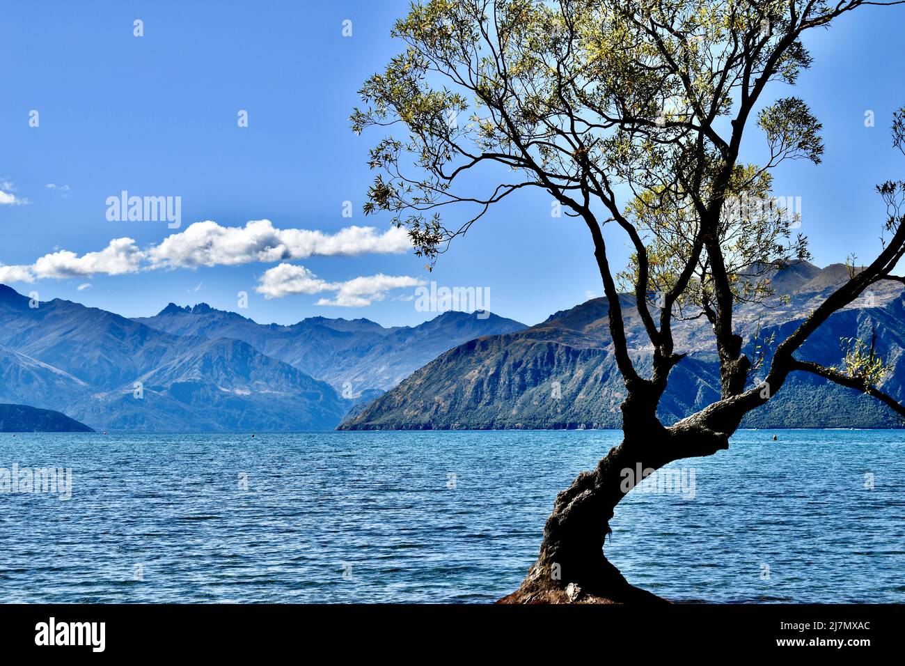The most famous tree in Wanaka, New Zealand. Beautiful in any weather ...