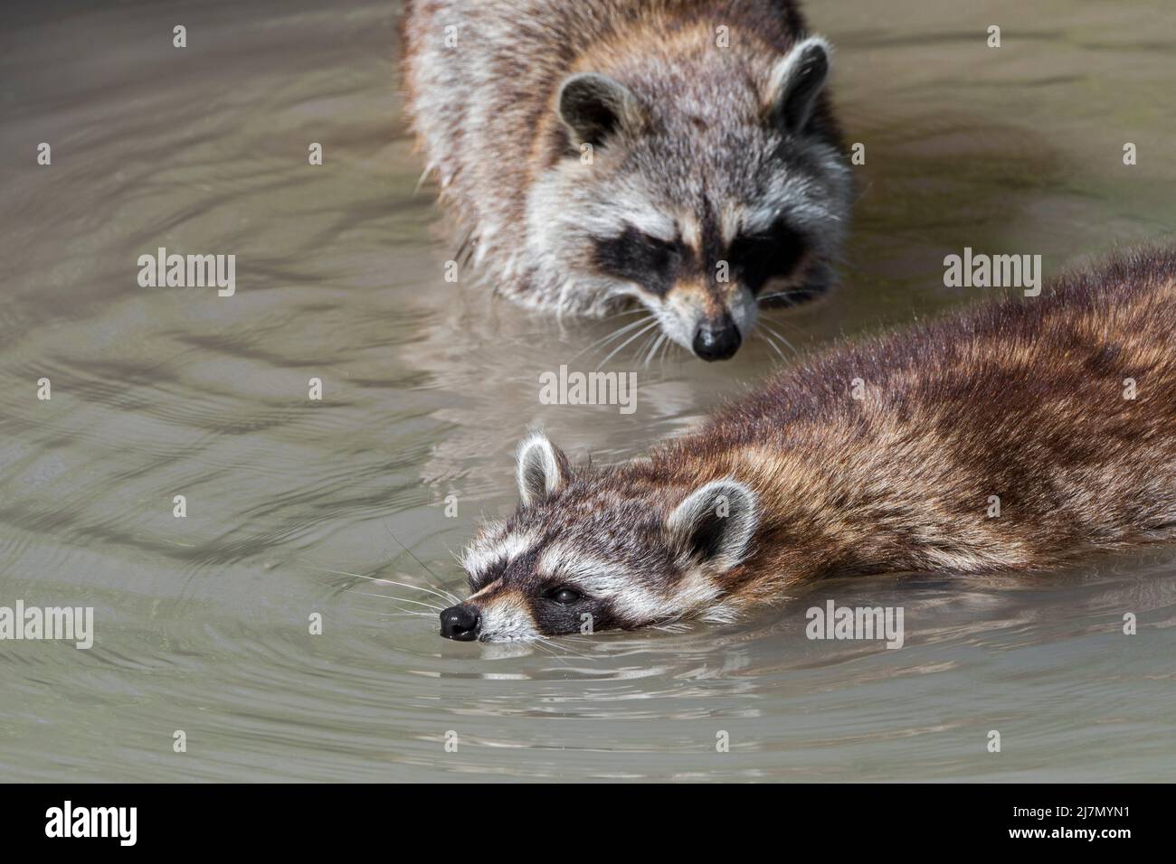 Common raccoon (Procyon lotor) watching other racoon swimming past in ...