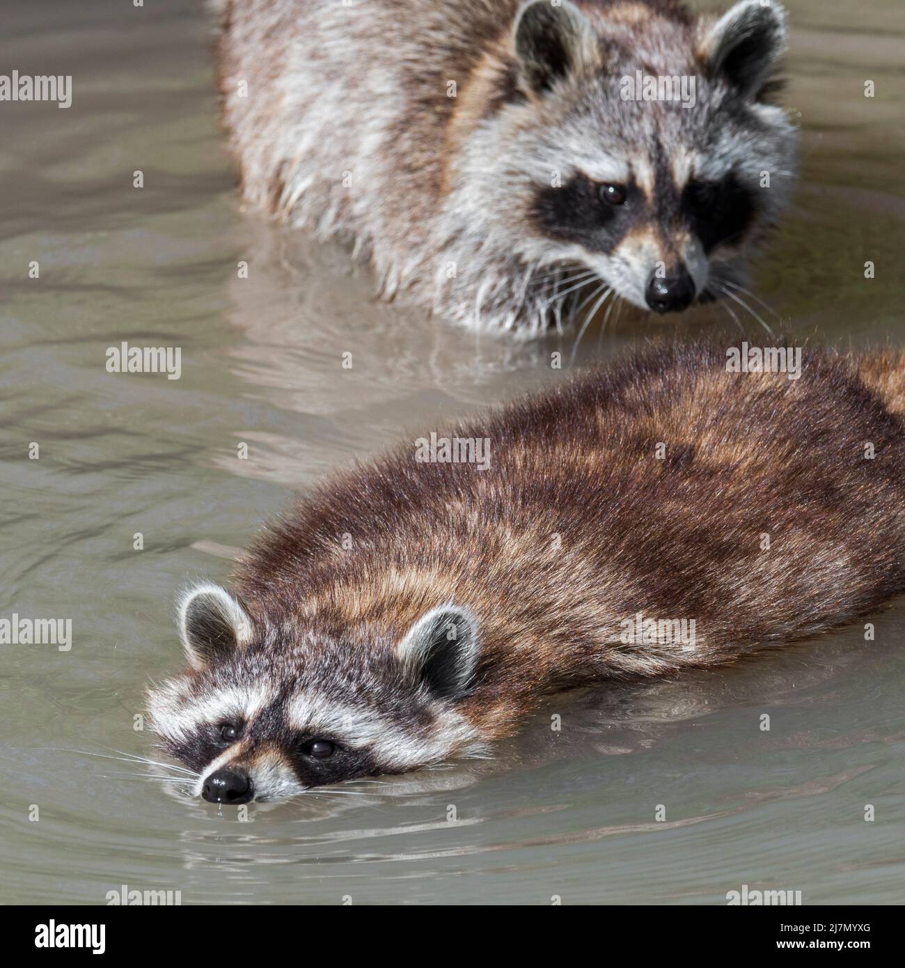 Common raccoon (Procyon lotor) watching other racoon swimming past in ...